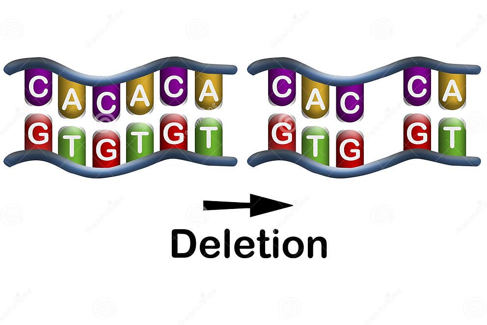 Deletion Mutation, the Loss of One or More Nucleotides from a Segment ...