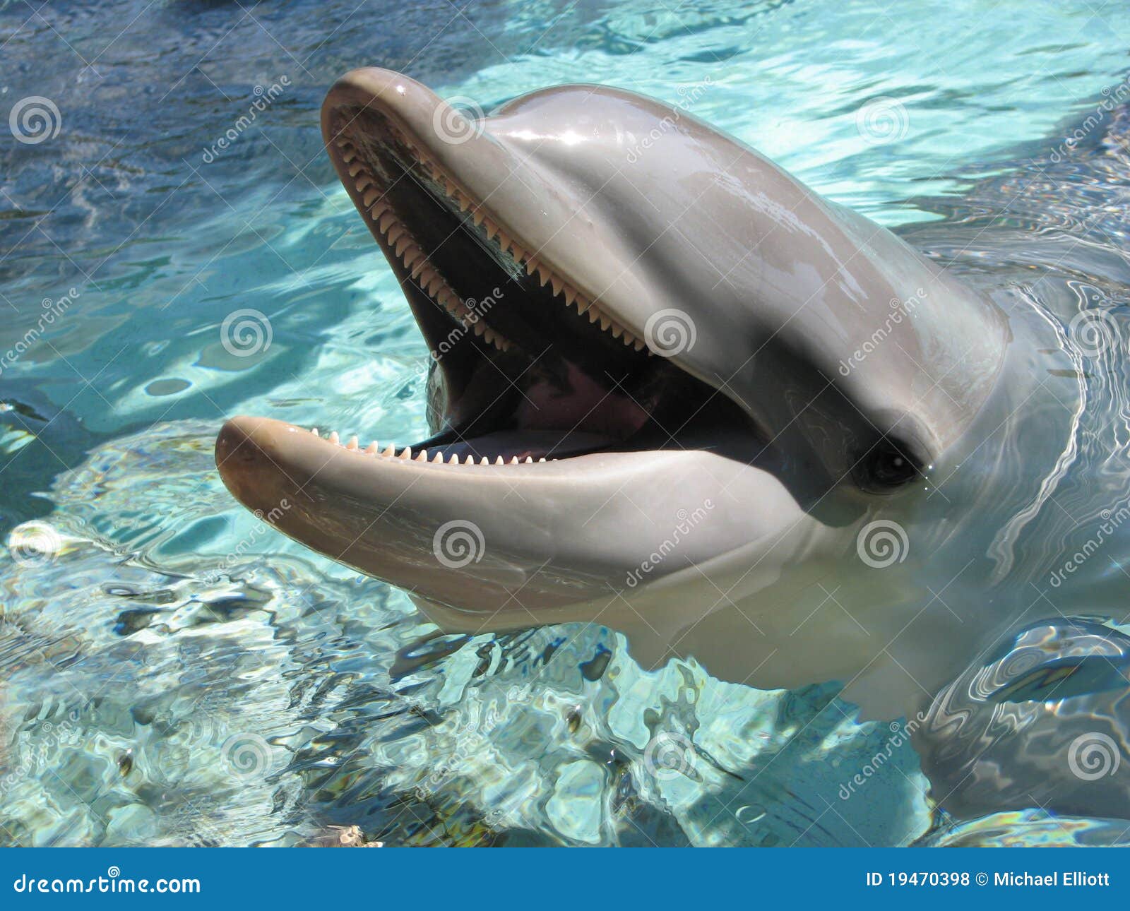 Delfín foto de archivo. Imagen de detalles, lindo, sonrisa - 19470398