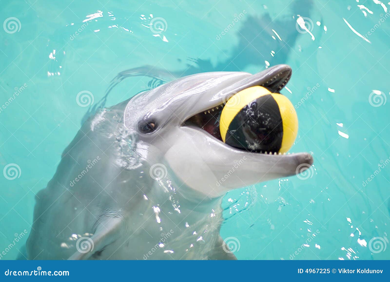 Delfín Juguetón Con La Bola Imagen de archivo - Imagen de cubo, aleta ...
