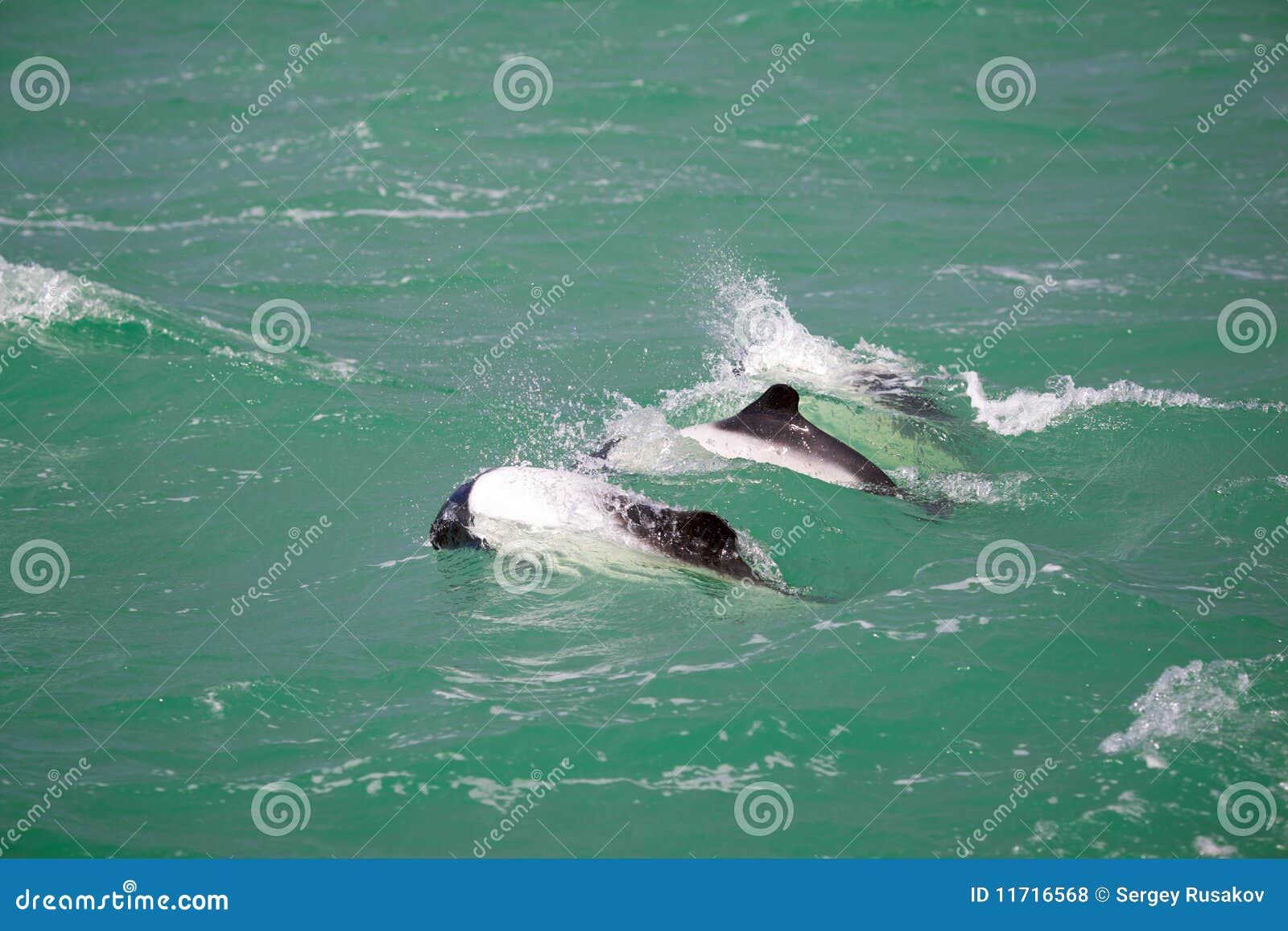 Delfín oscuro foto de archivo. Imagen de fauna, oscuro - 11716568