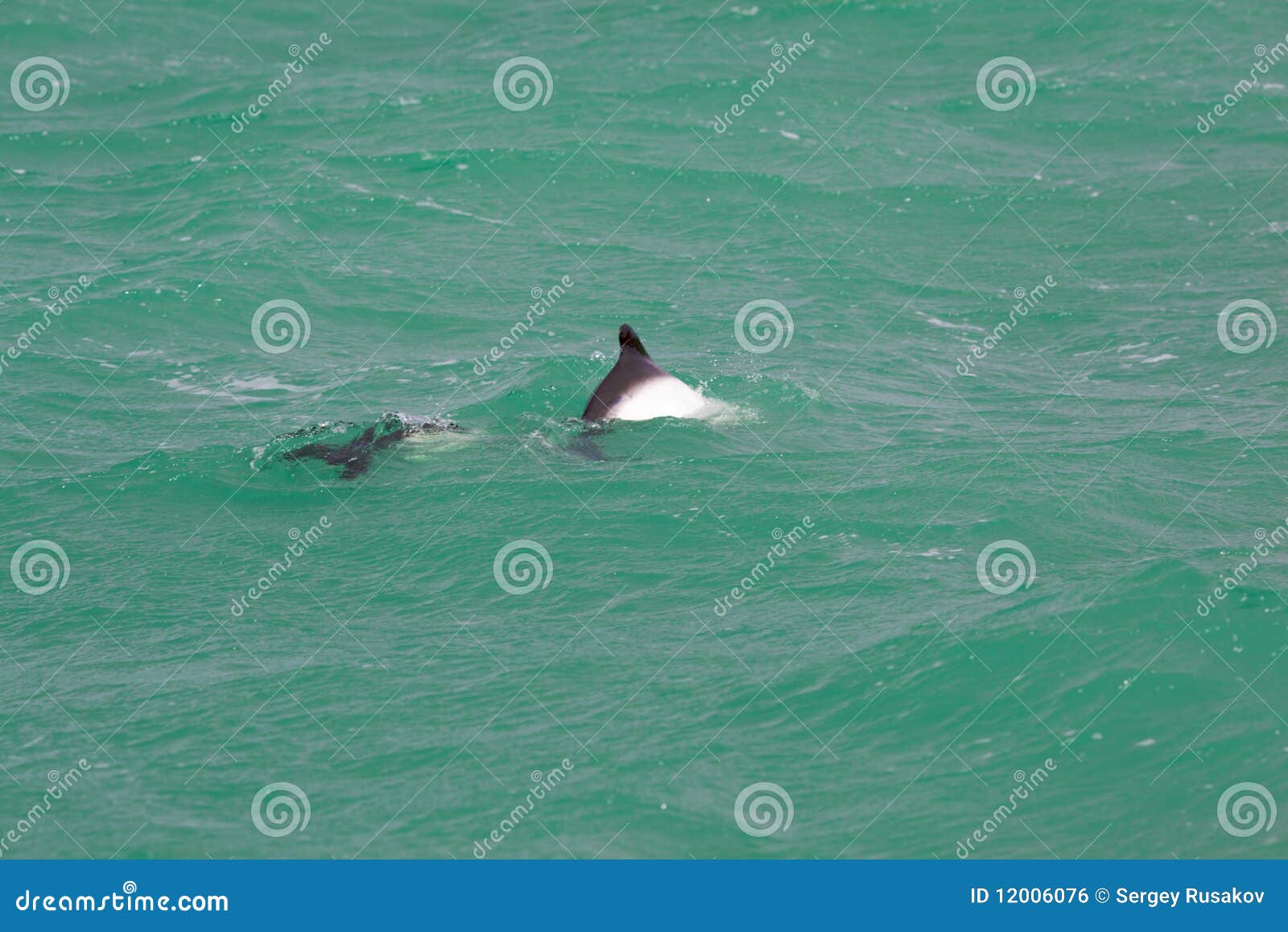 Delfín oscuro foto de archivo. Imagen de azul, belleza - 12006076