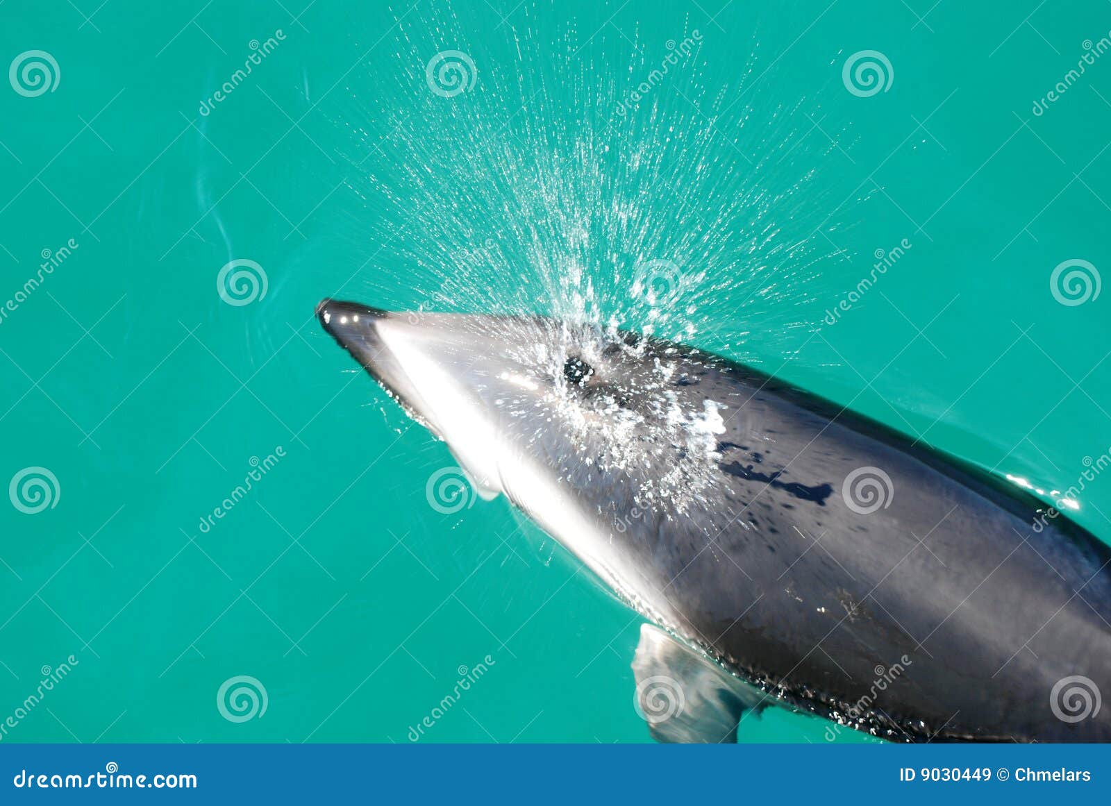 Delfín oscuro imagen de archivo. Imagen de animal, marina - 9030449