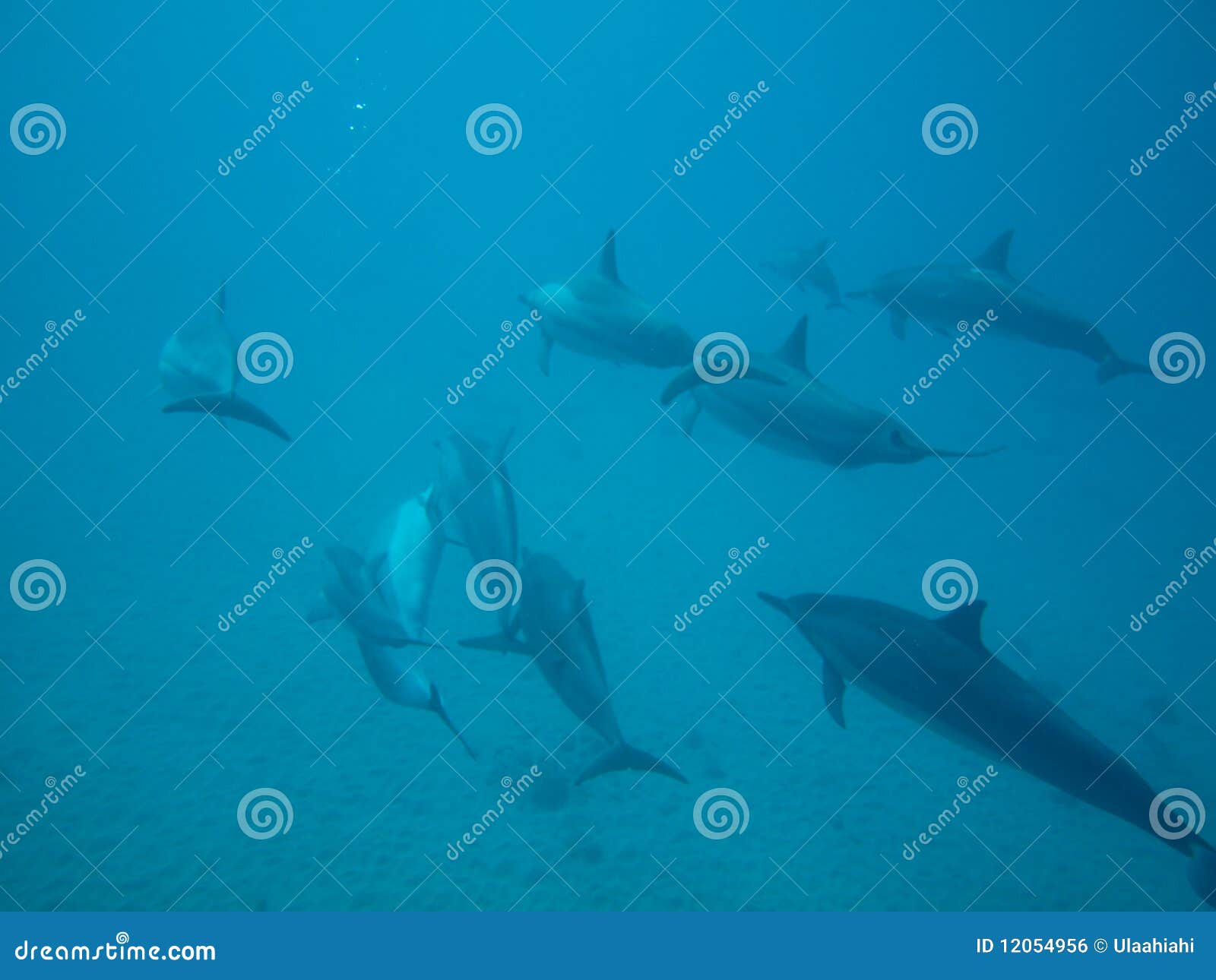 Delfínes foto de archivo. Imagen de cristal, lindo, azul - 12054956