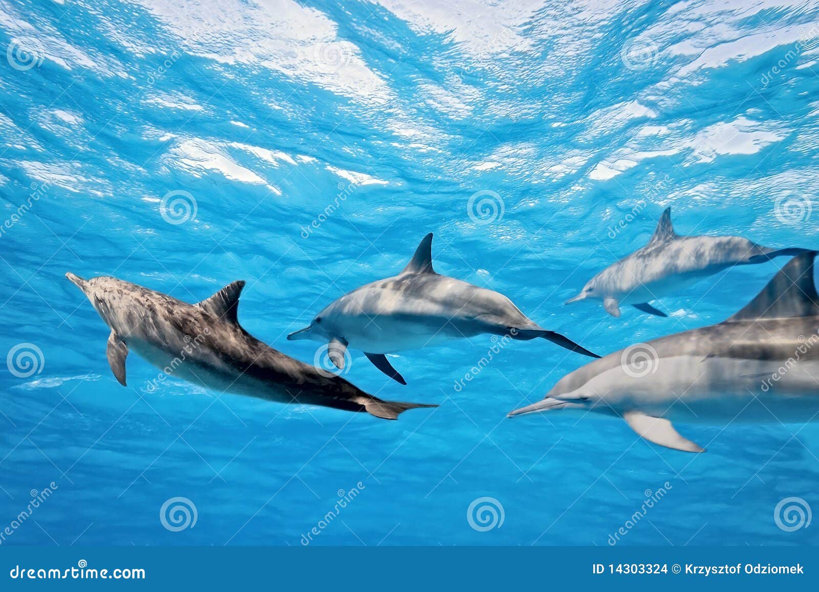 Delfínes en el mar foto de archivo. Imagen de salvaje - 14303324