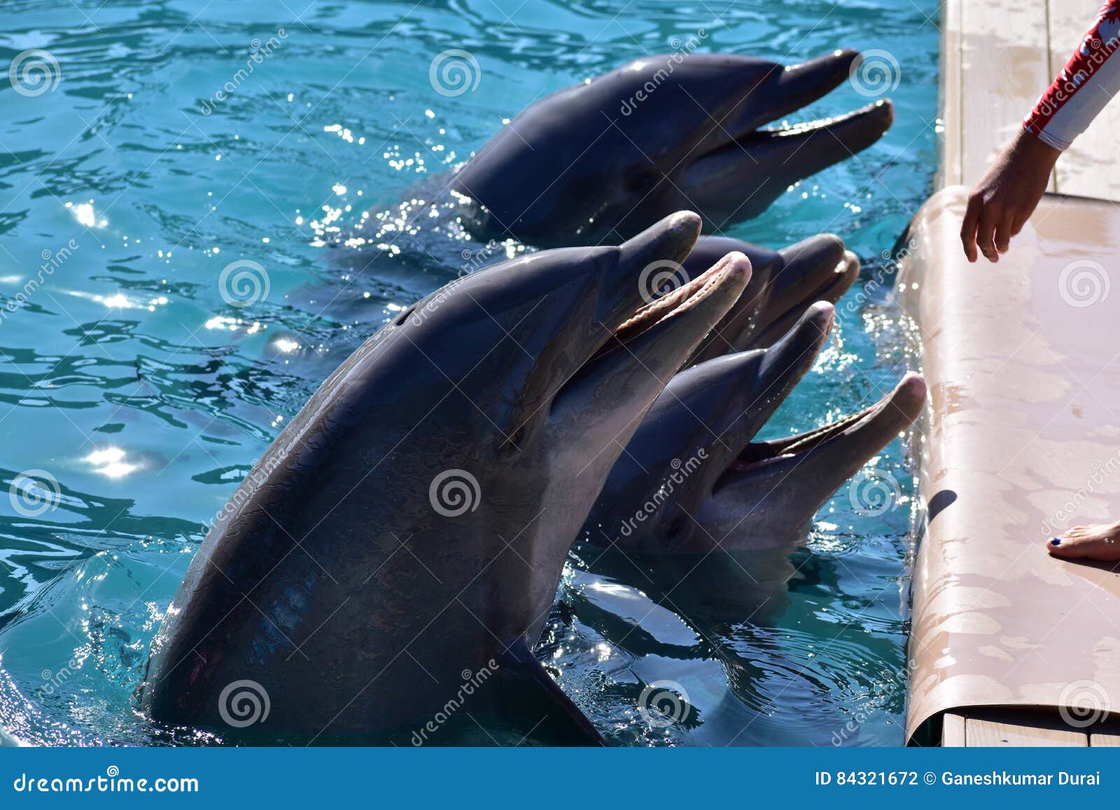Delfínes En Miami Seaquarium Fotografía editorial - Imagen de florida ...