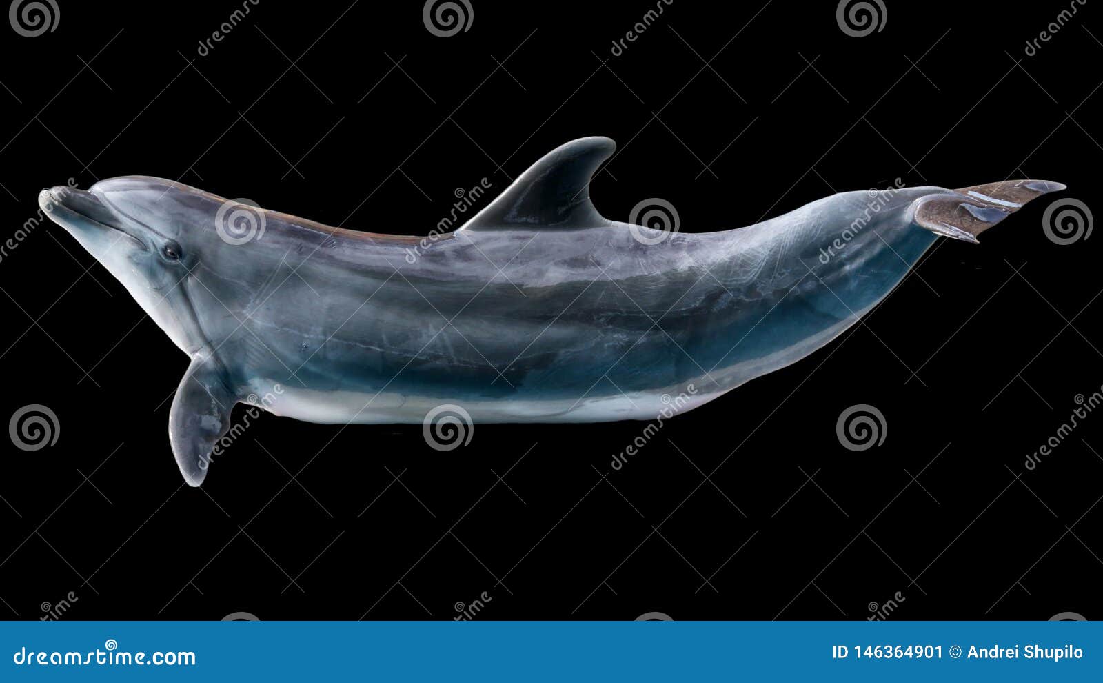 Delf?n Aislado En Fondo Negro Stock de ilustración - Ilustración de fondo, retrato: 146364901
