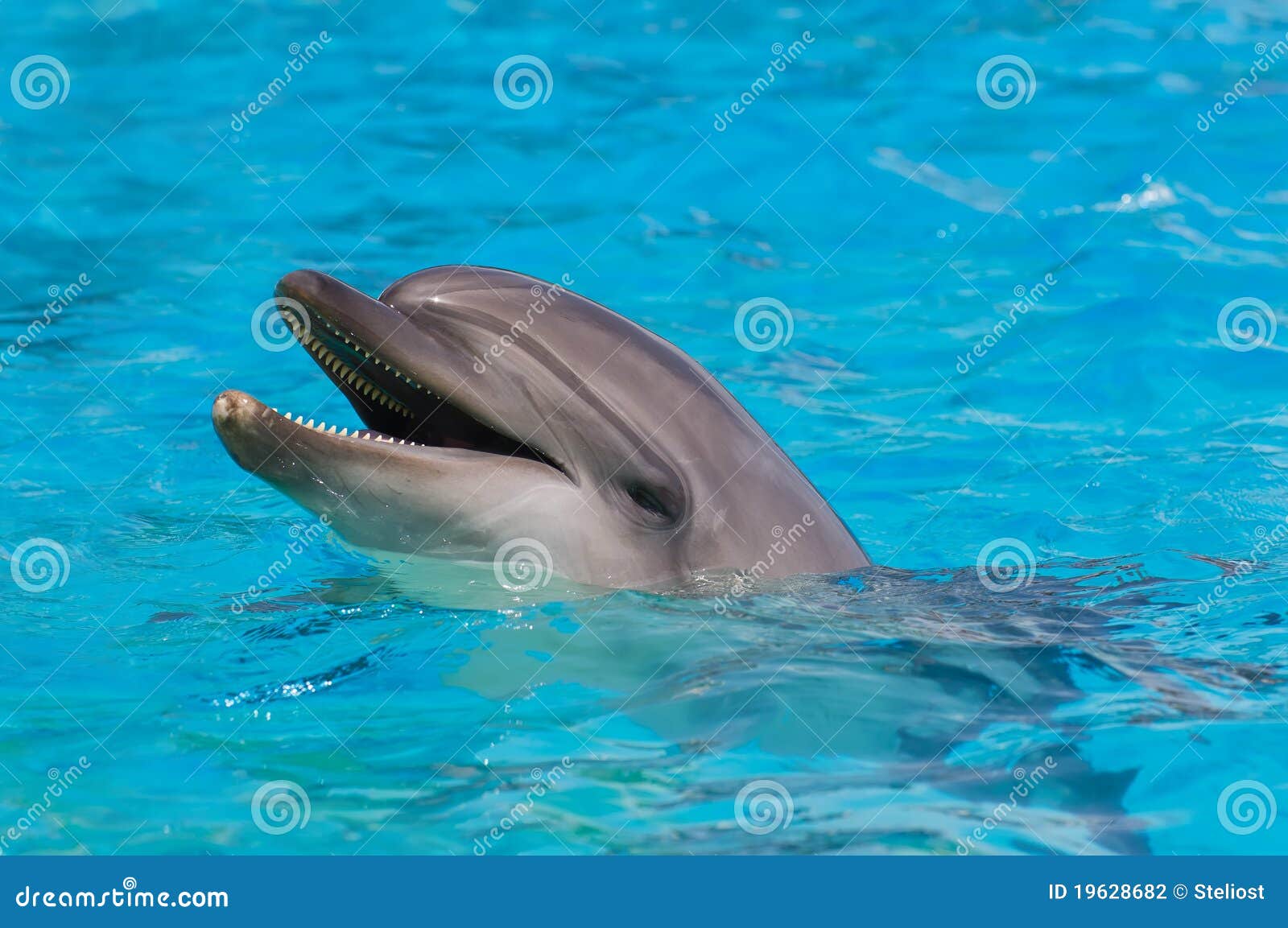 Delfin zdjęcie stock. Obraz złożonej z woda, ryba, przyroda - 19628682