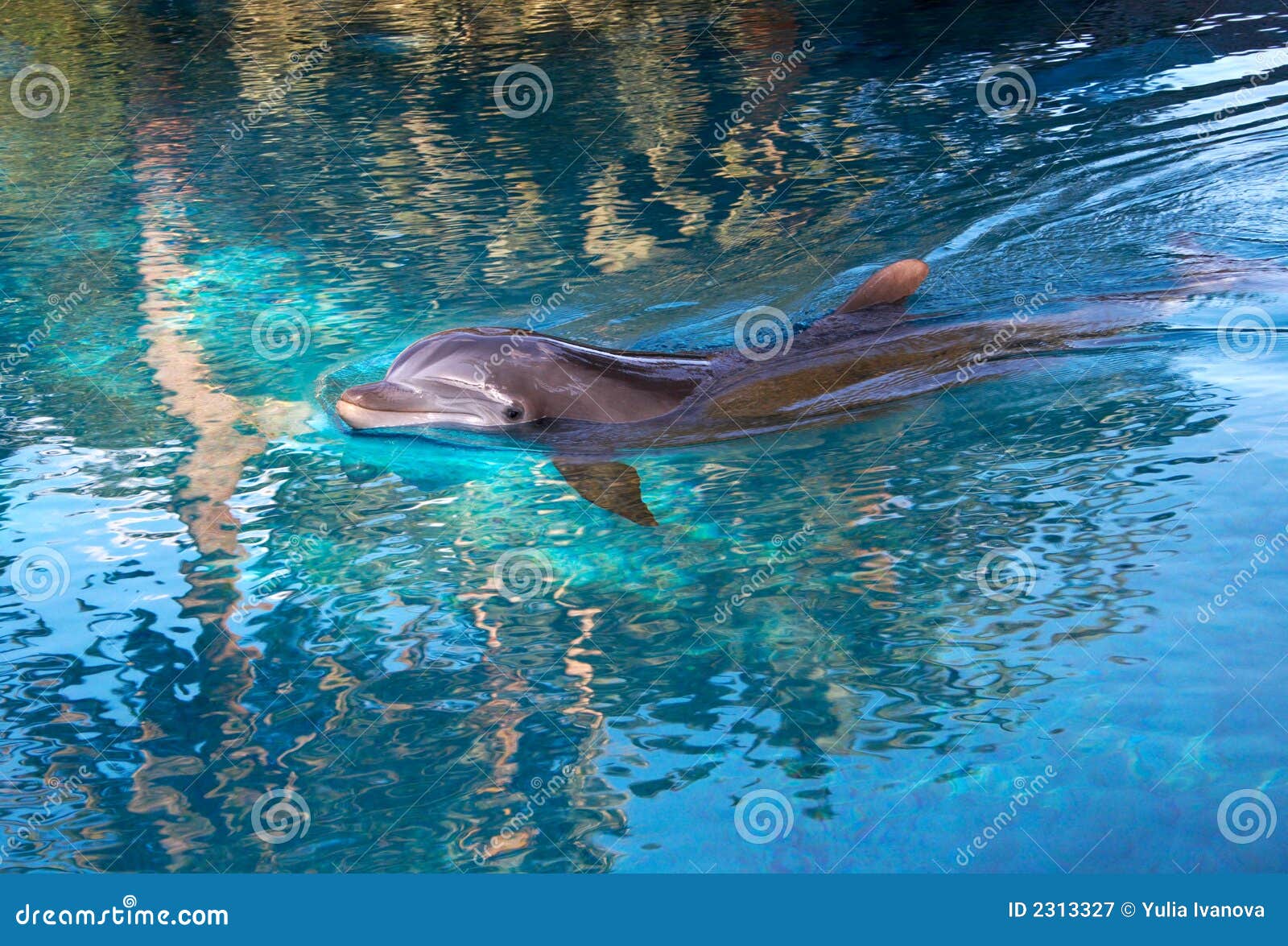 Delfin fotografering för bildbyråer. Bild av intellekt - 2313327