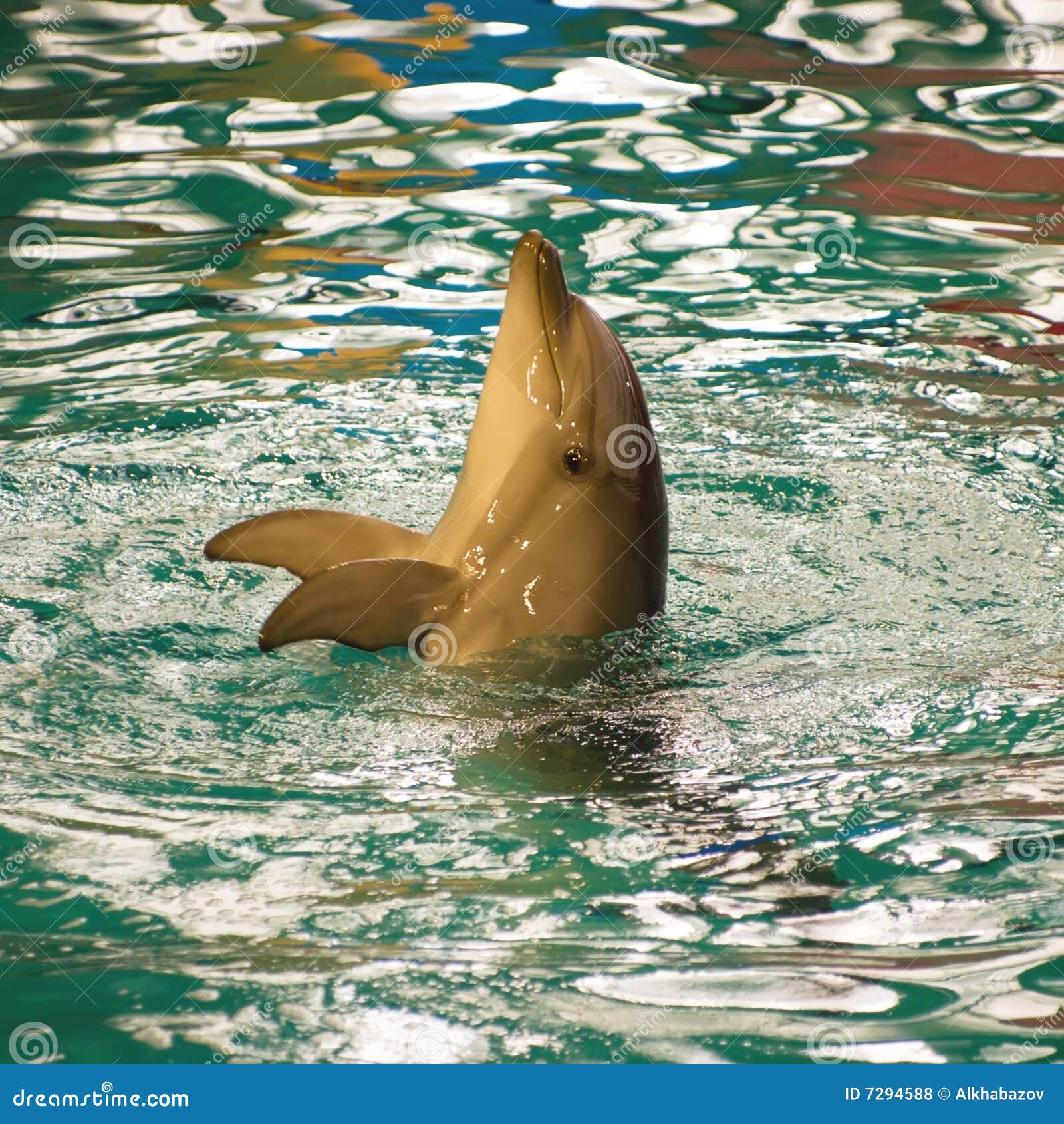Delfin arkivfoto. Bild av fisk, fena, kapacitet, huvud - 7294588