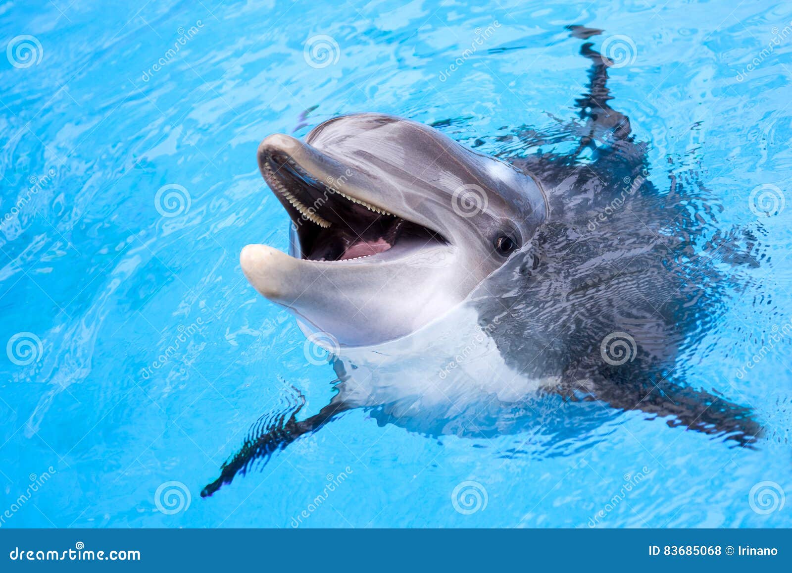 Delfin arkivfoto. Bild av tand, gyckel, intelligens, flotta - 83685068