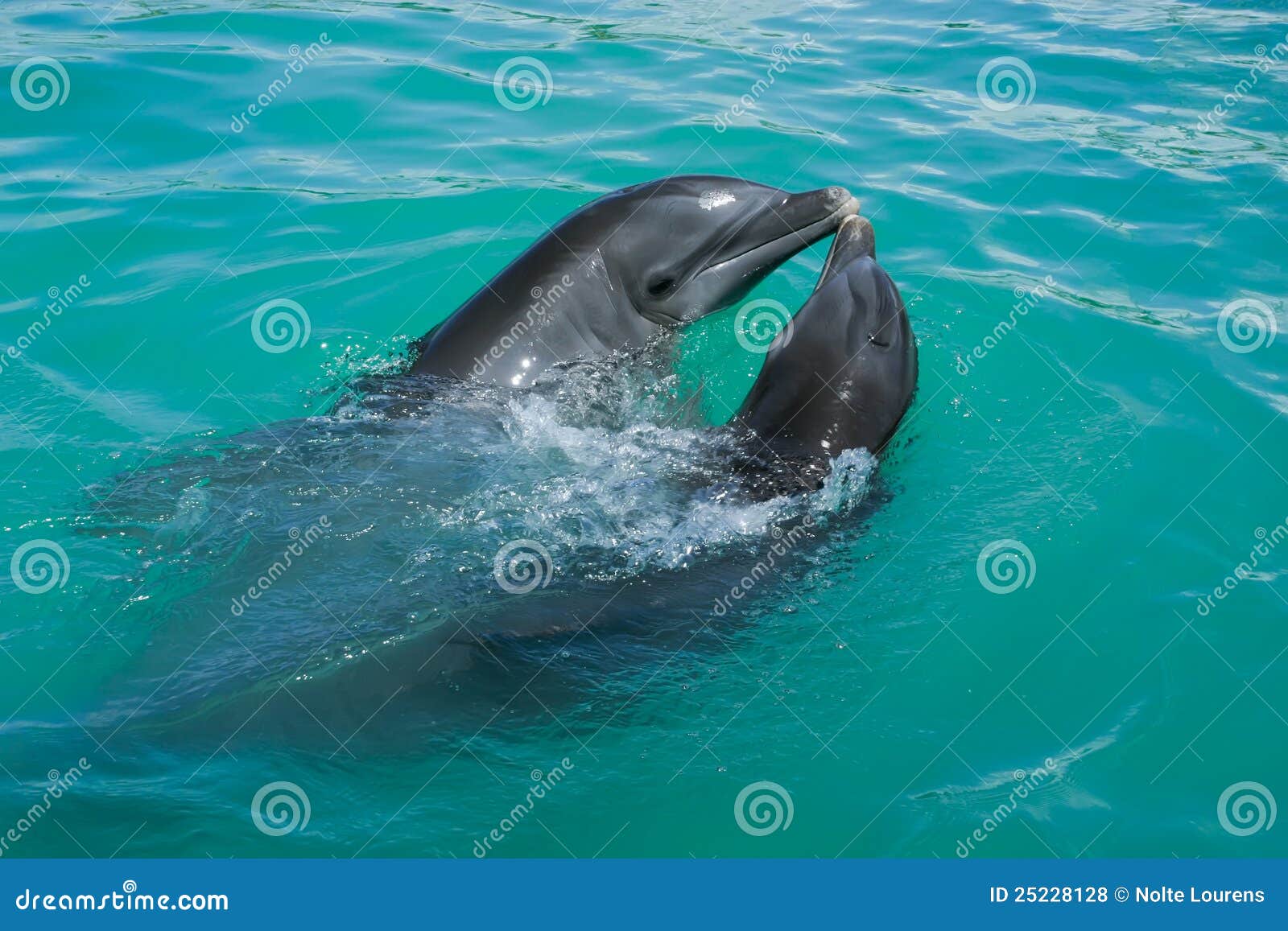 Delfiner arkivfoto. Bild av egypten, undernäring, liggande - 25228128