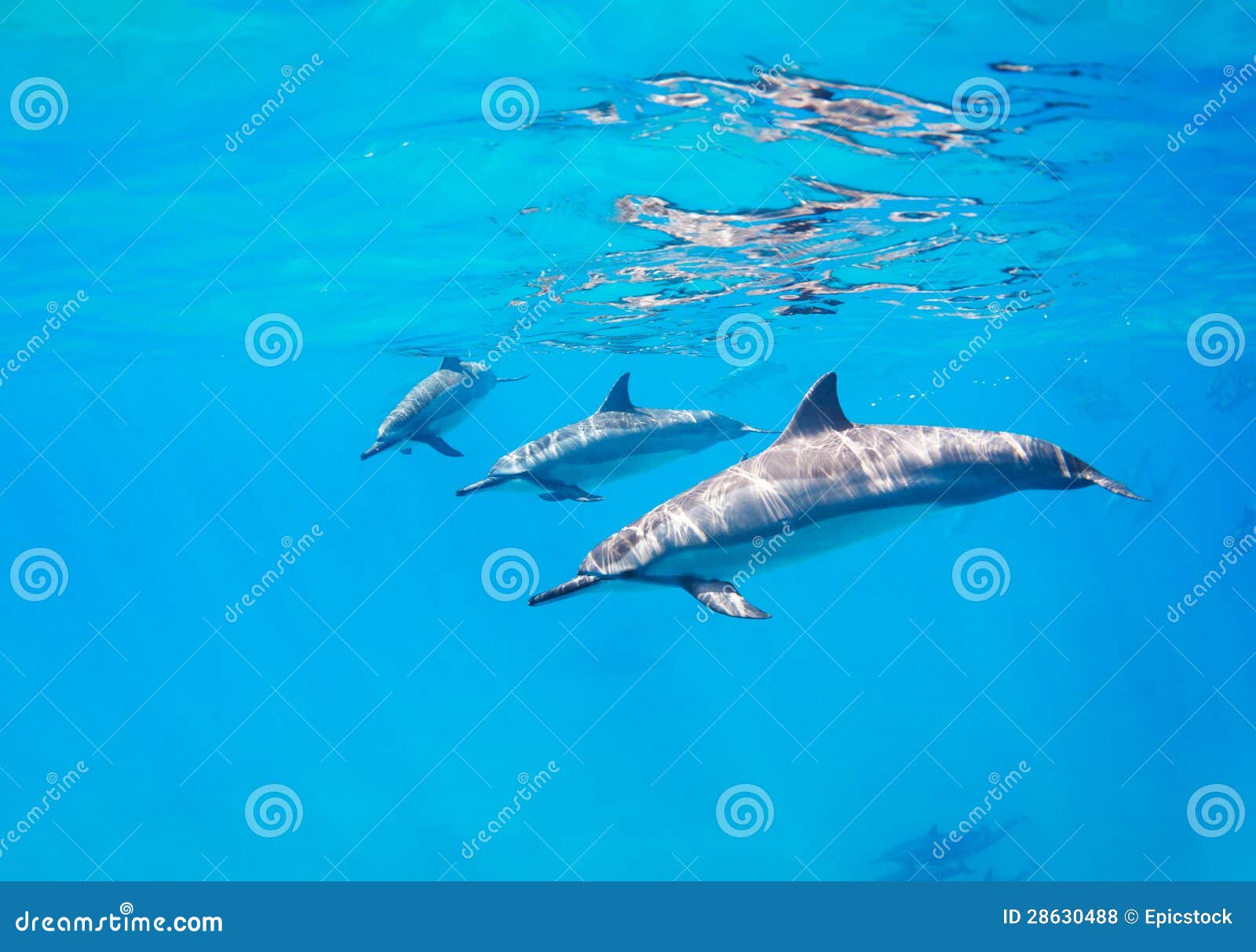 Delfiner arkivfoto. Bild av flottörhus, natur, anhydrous - 28630488