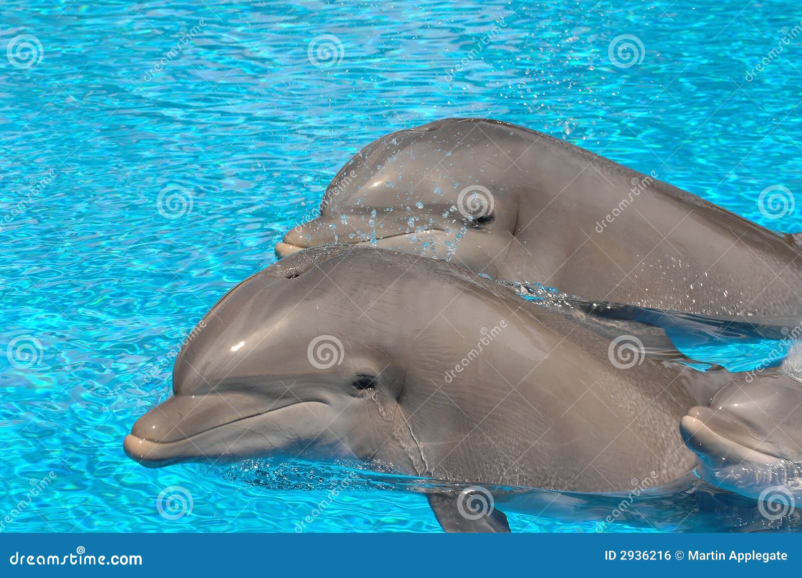 Delfiner arkivfoto. Bild av delfin, flotta, anhydrous - 2936216