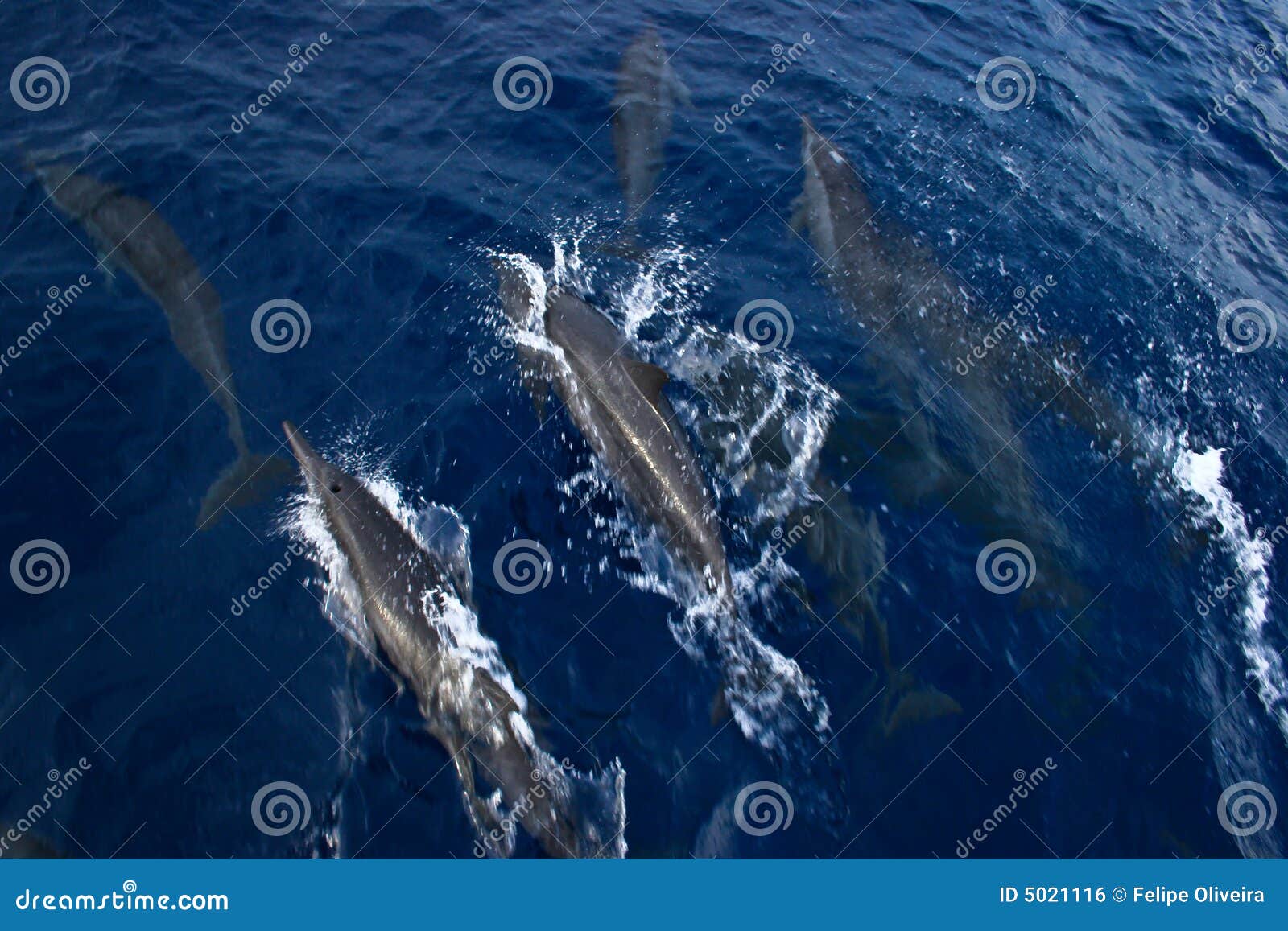 Delfiner arkivfoto. Bild av vild, delfin, däggdjur, grupp - 5021116