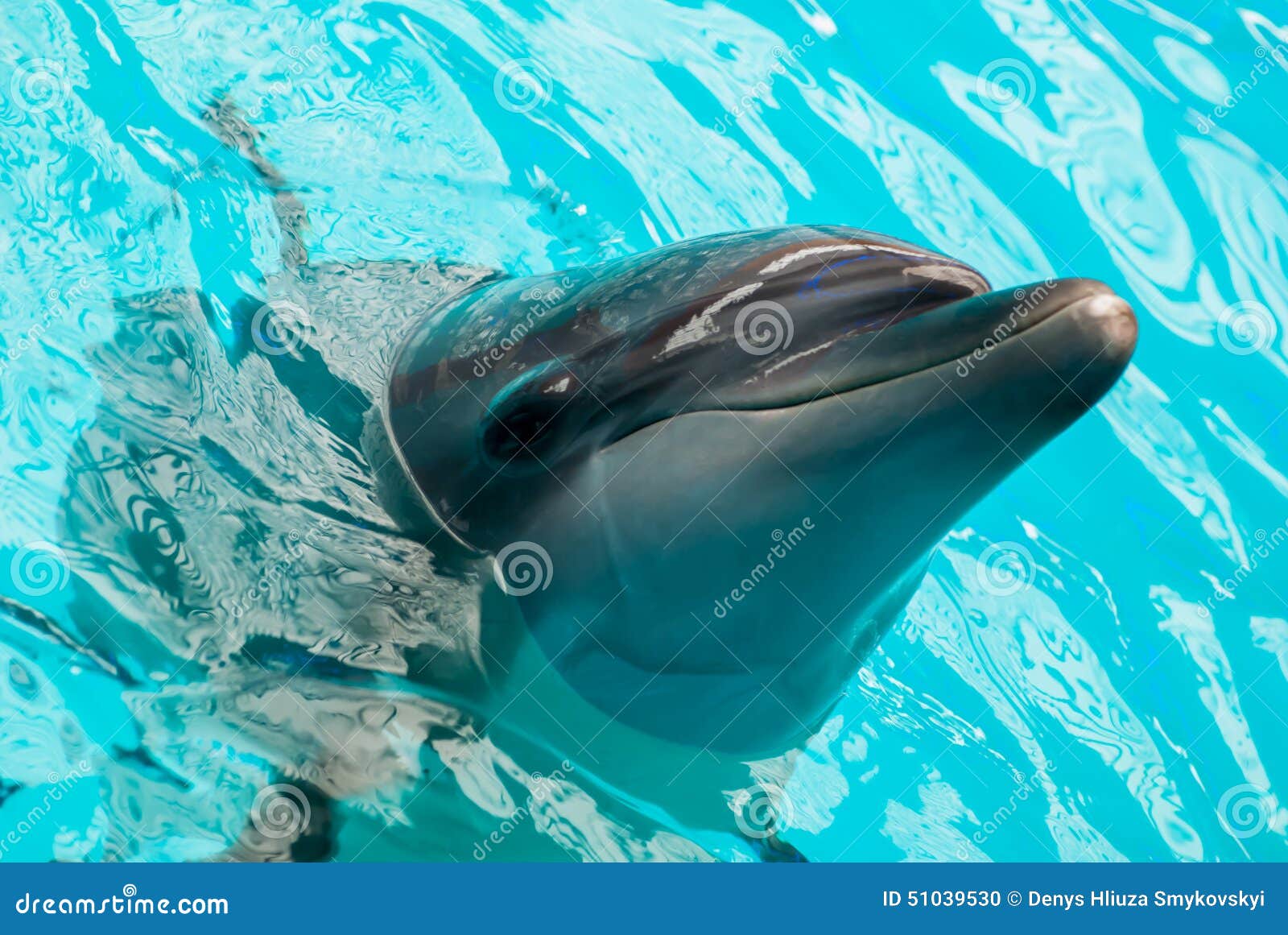 Delfiner arkivfoto. Bild av actinium, jolle, vatten, folk - 51039530