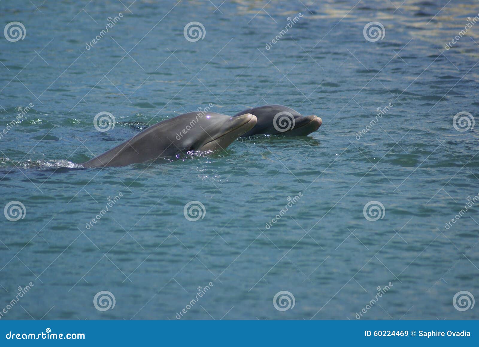 Delfiner fotografering för bildbyråer. Bild av anhydrous - 60224469