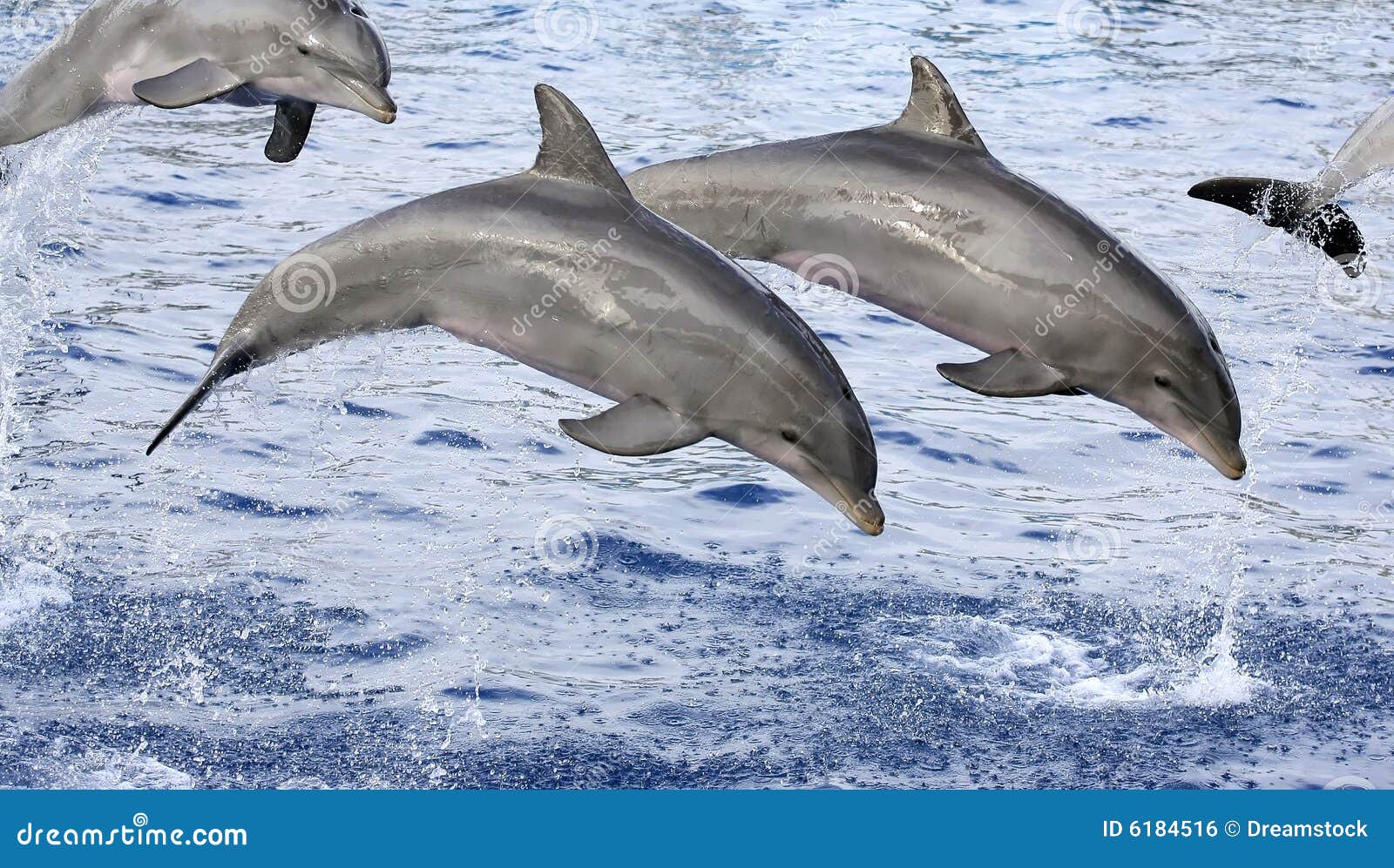 Delfiner arkivfoto. Bild av simning, däggdjur, semester - 6184516