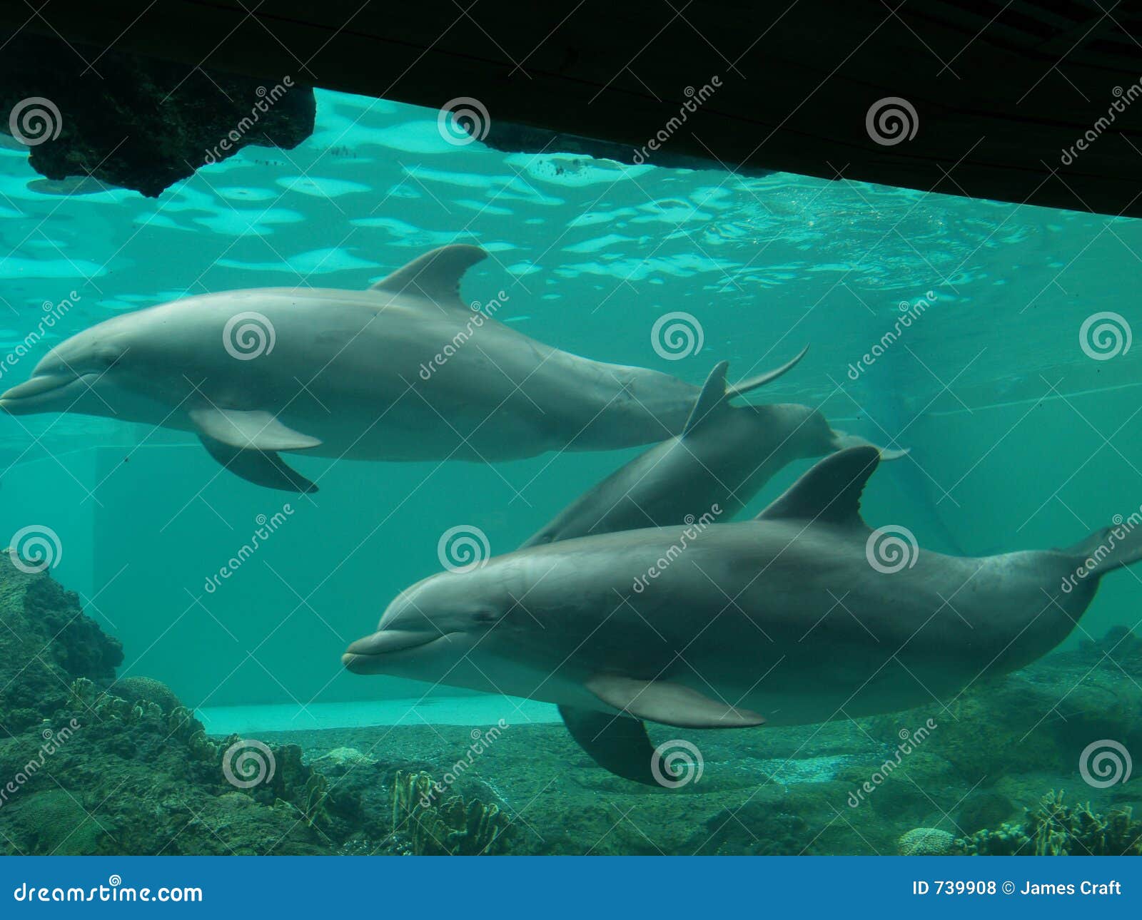 Delfiner arkivfoto. Bild av fisk, fenor, saltvatten, tumlare - 739908