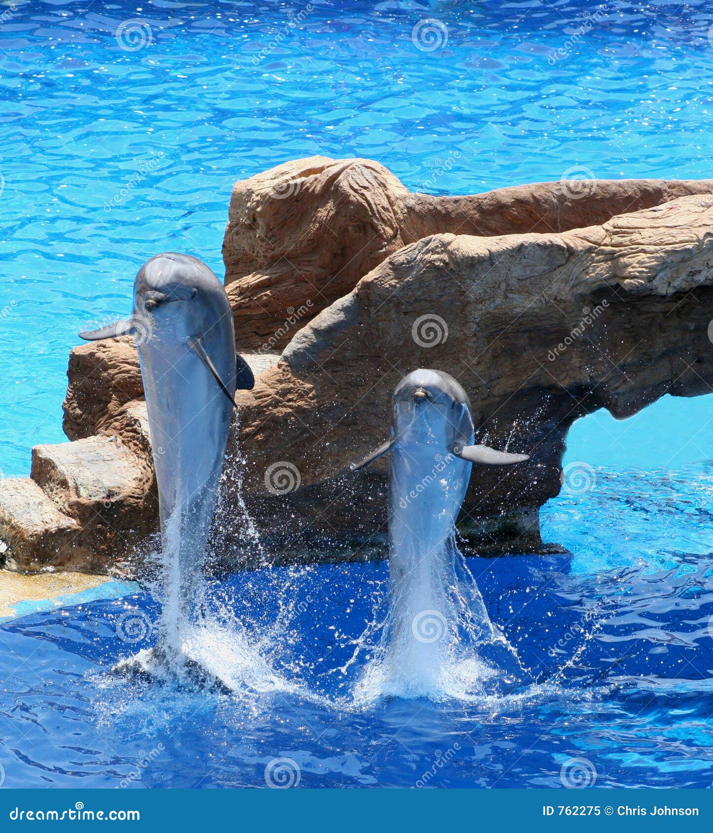 Delfiner fotografering för bildbyråer. Bild av simning - 762275
