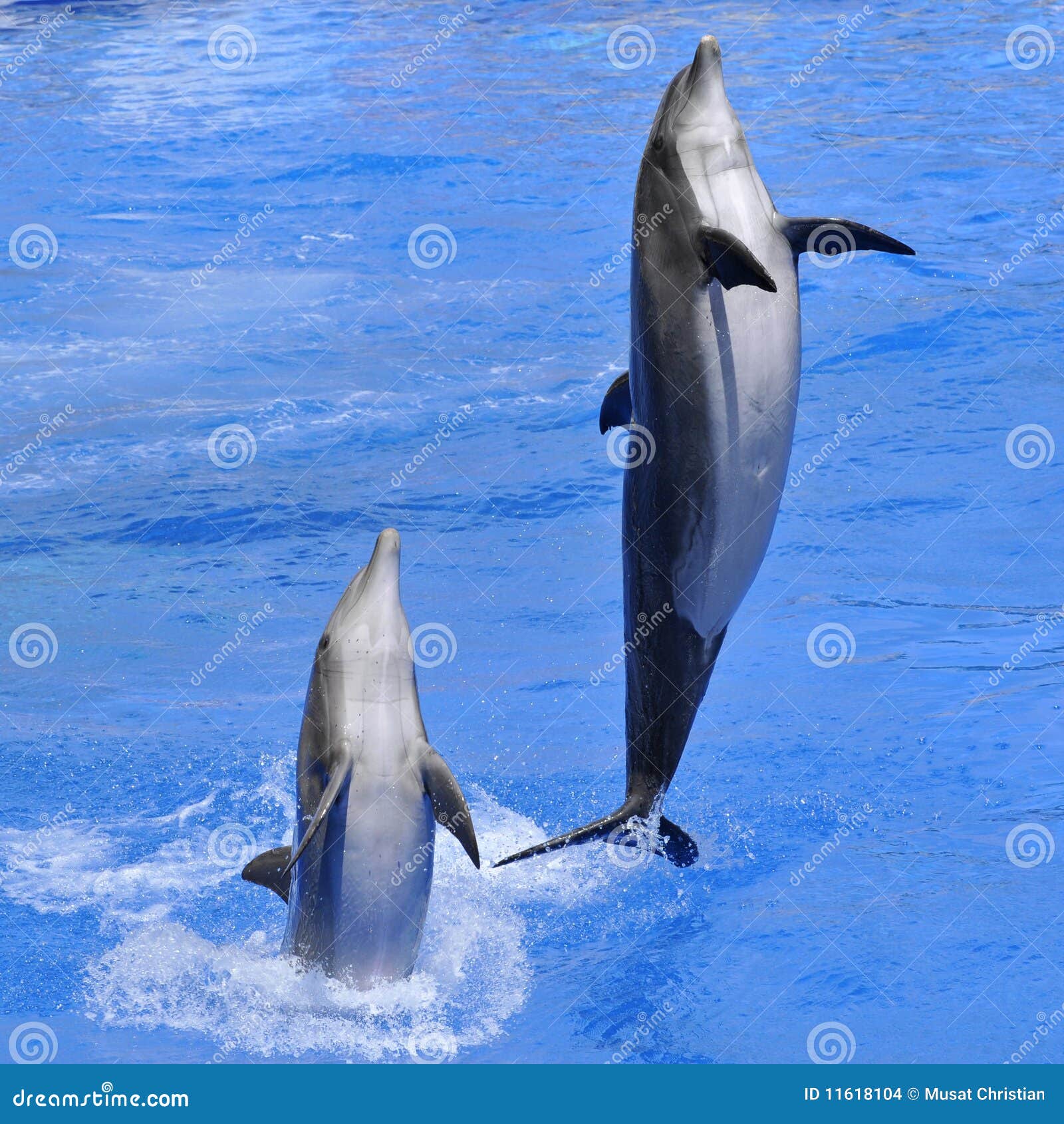 Delfiner Som Ut Hoppar Vatten Arkivfoto - Bild av näsa, flotta: 11618104