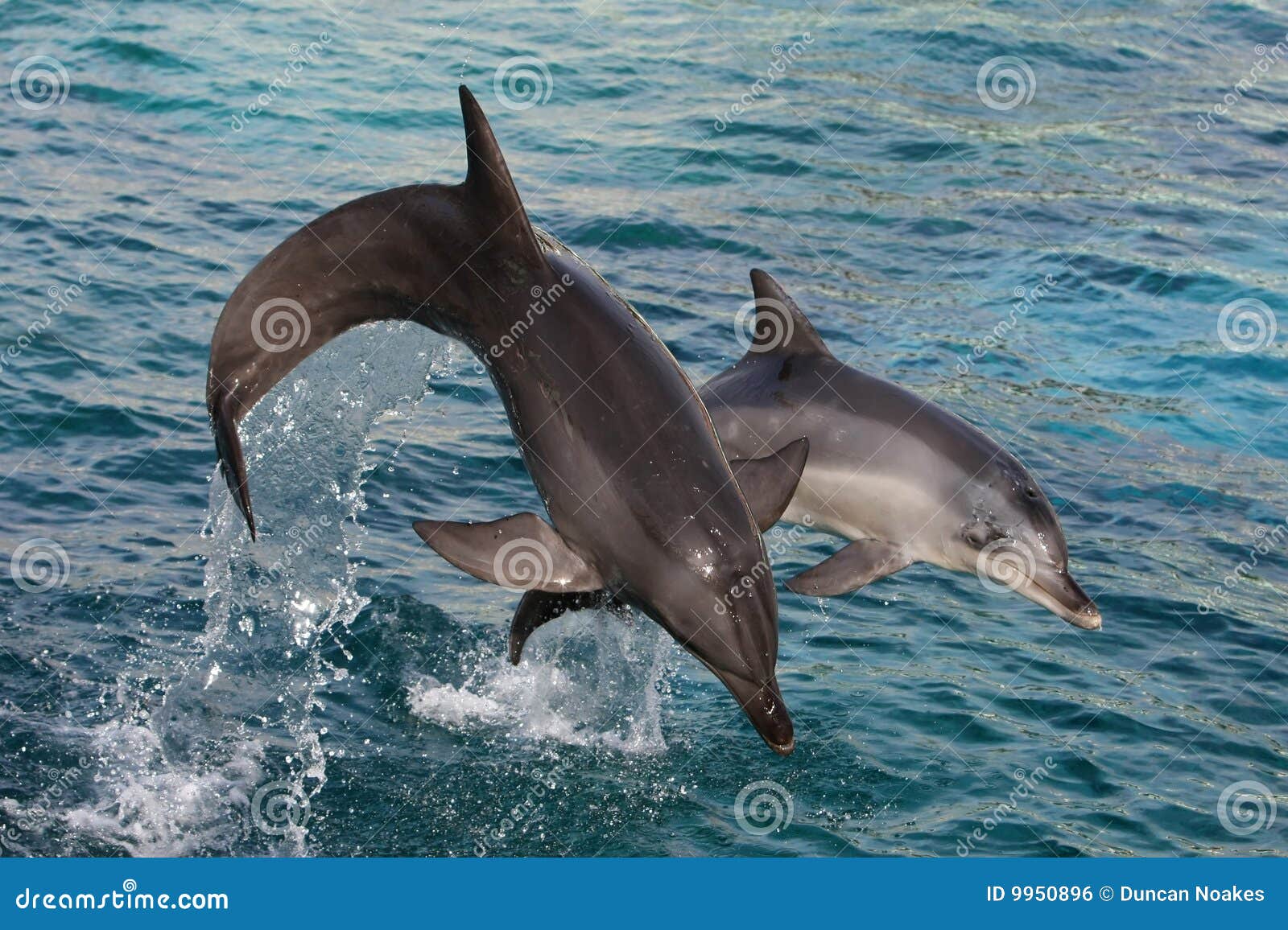 Delfiner Som Ut Hoppar Vatten Arkivfoto - Bild av fena, däggdjur: 9950896