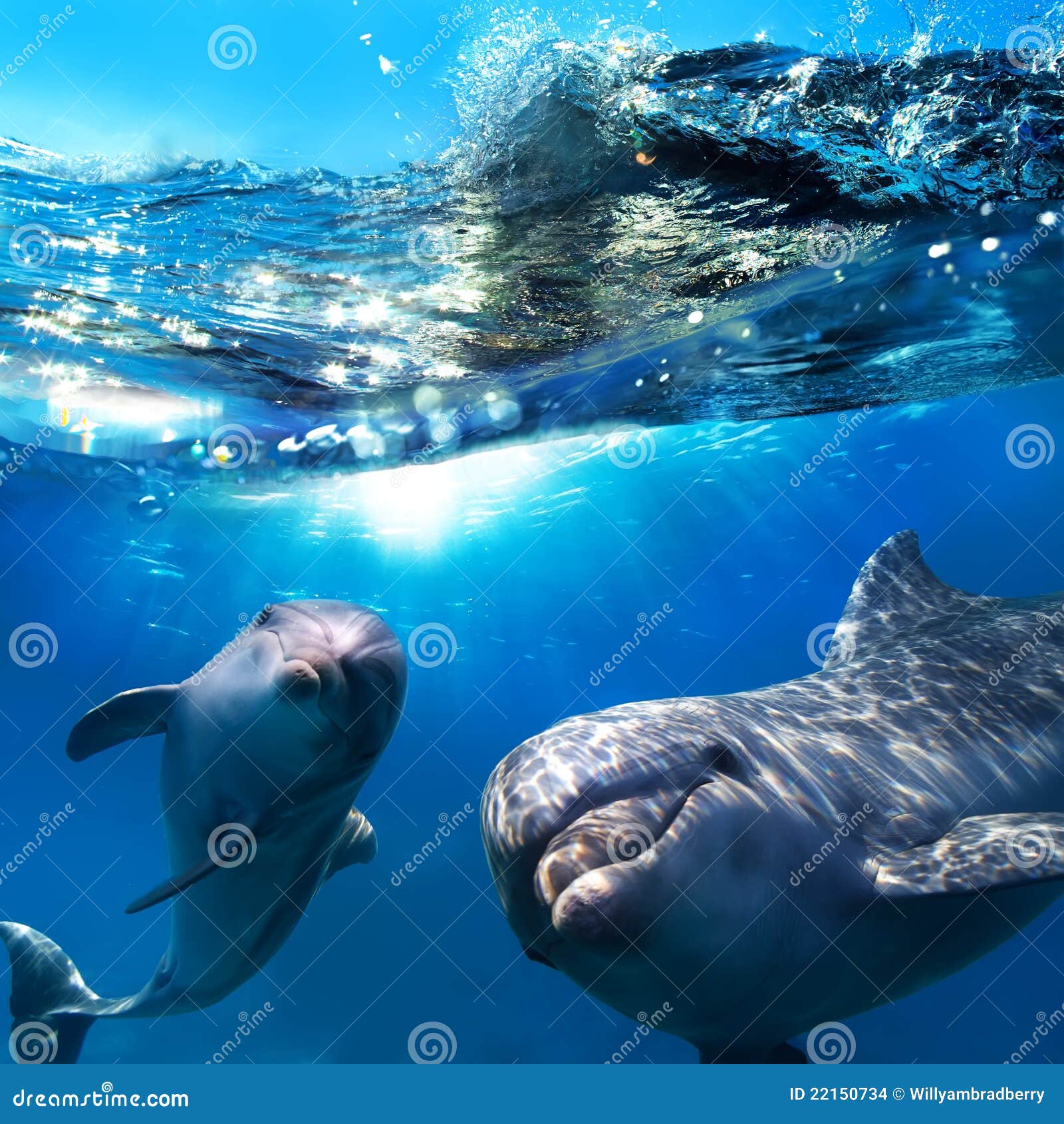 Delfiner Undervattens- Roliga Le Två Arkivfoto - Bild av skum, hawaii ...