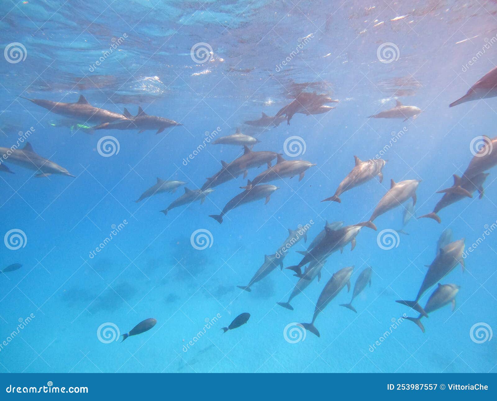 Delfines Nadando Bajo El Agua En Las Profundidades Del Mar Rojo Imagen ... Delfines Nadando Bajo El Agua En Las Profundidades Del Mar Rojo Imagen ...