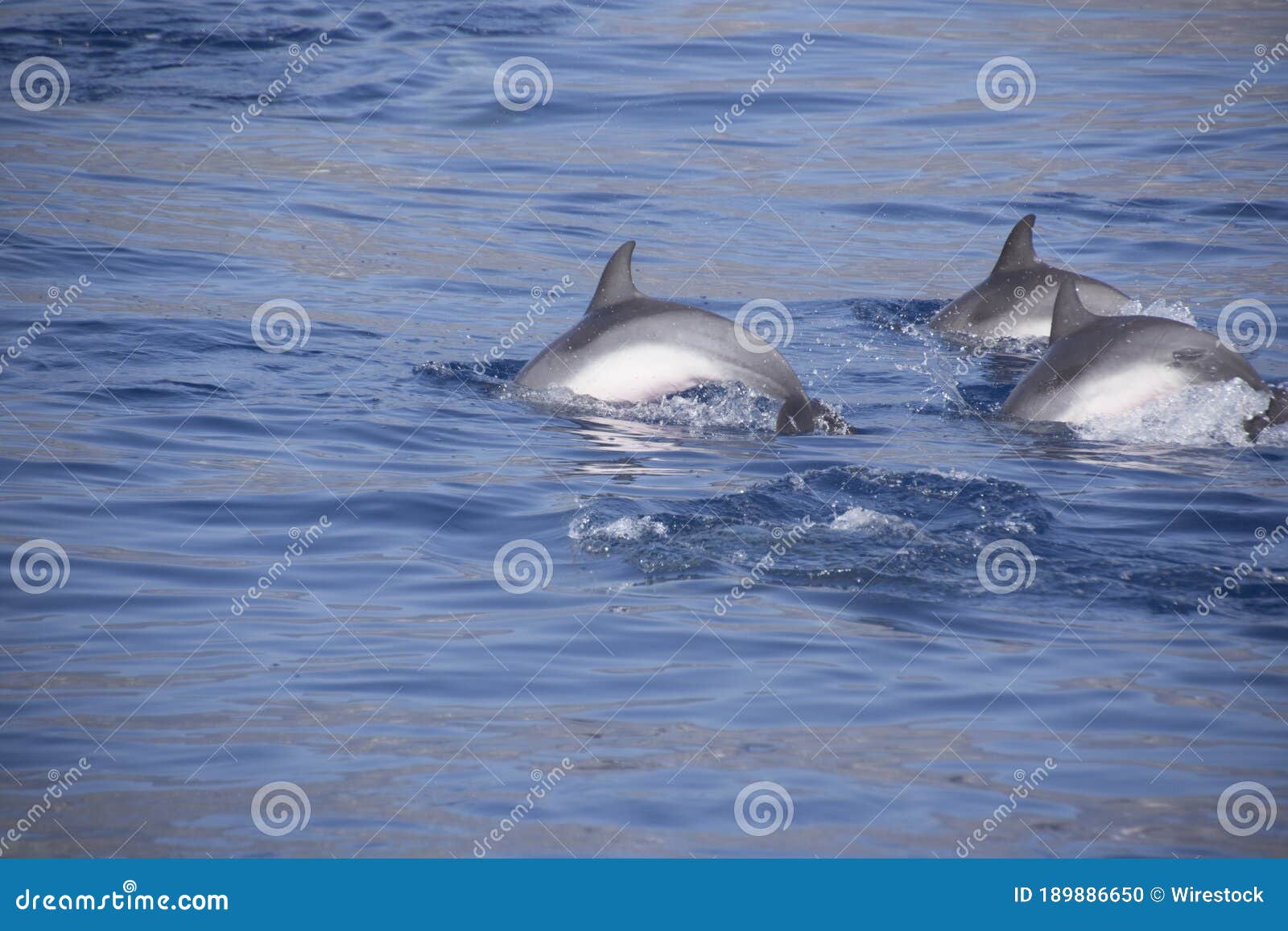 Delfines saltando del agua foto de archivo. Imagen de agua - 189886650