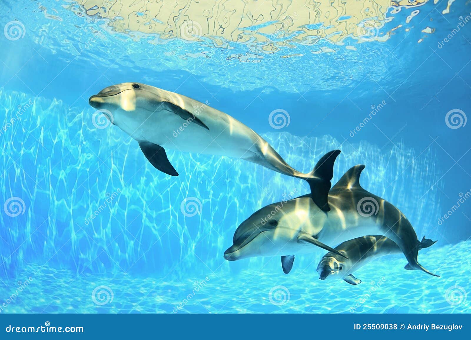 Delfini sotto acqua fotografia stock. Immagine di litorale - 25509038