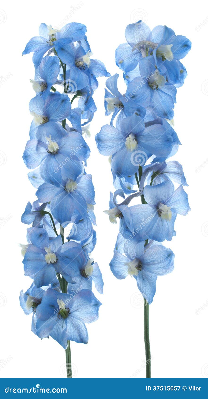 Delfinio imagen de archivo. Imagen de pista, ramo, floral - 37515057