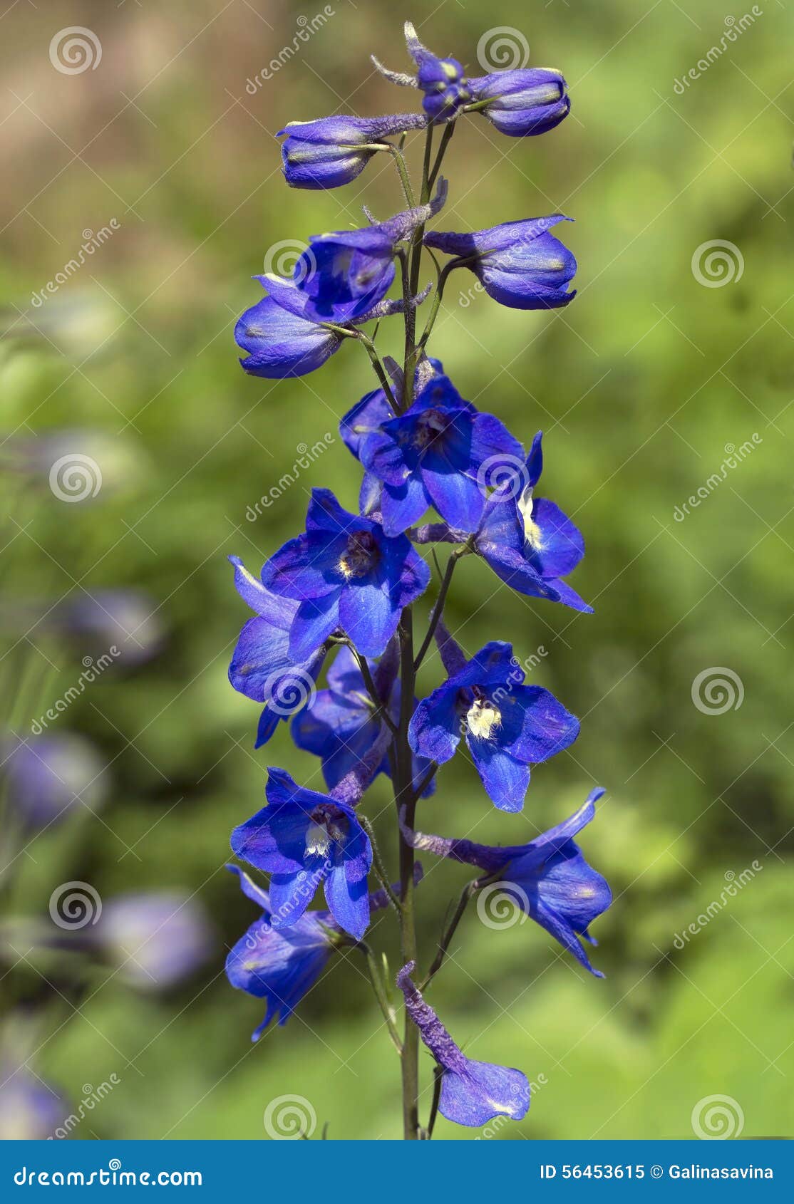 Delfinio de la flor imagen de archivo. Imagen de planta - 56453615