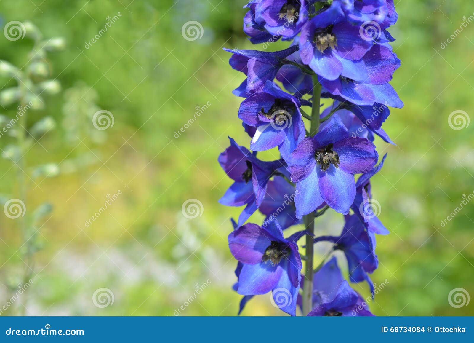 Delfinio de la flor foto de archivo. Imagen de crezca - 68734084