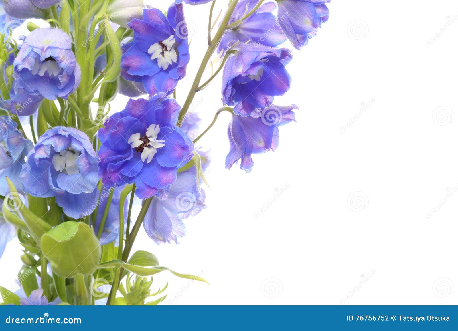 Delfinio En Un Fondo Blanco Foto de archivo - Imagen de delfinio, vivo ...