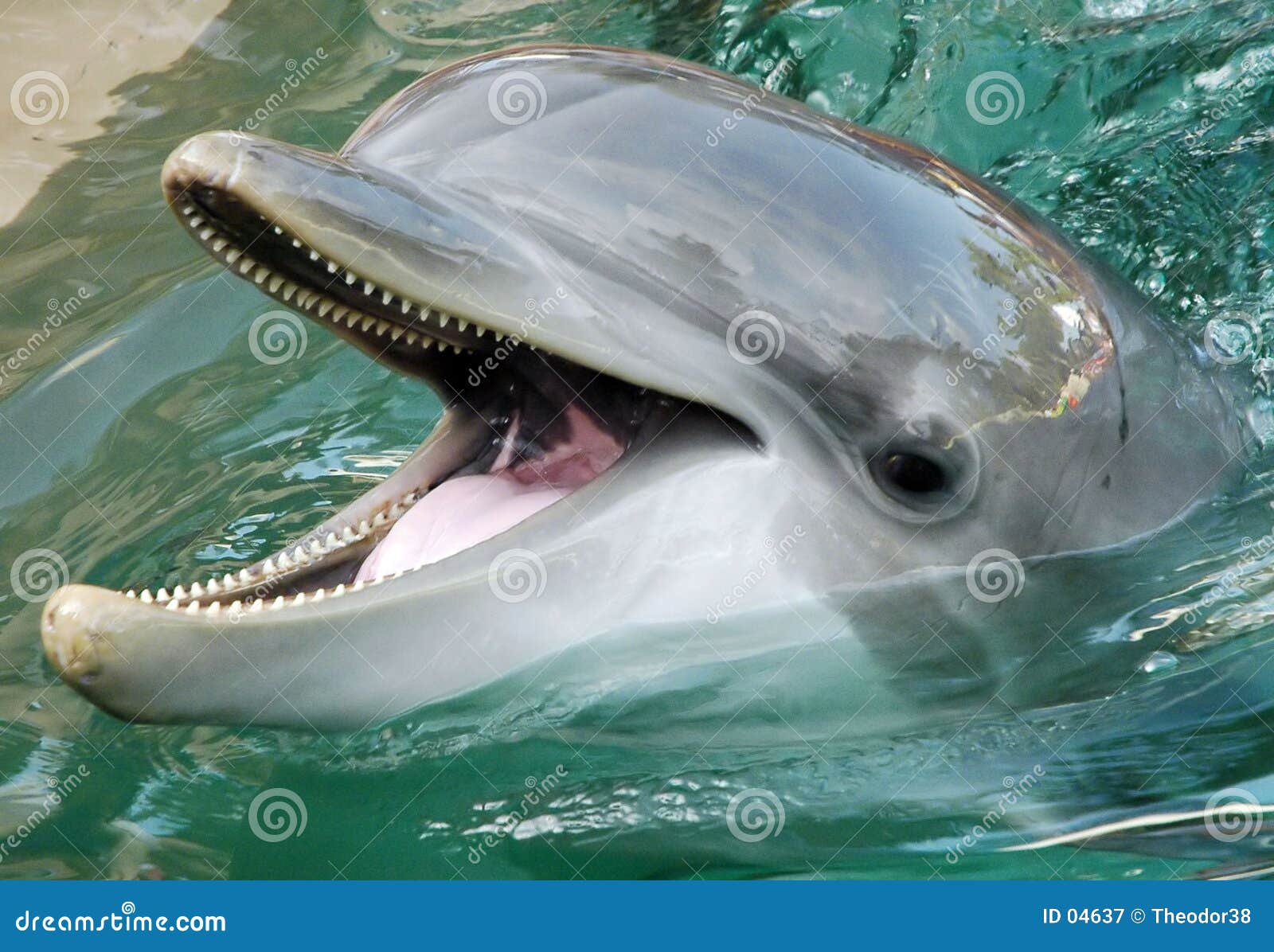 Delfino immagine stock. Immagine di intelligente, nuoto, intelligenza ...