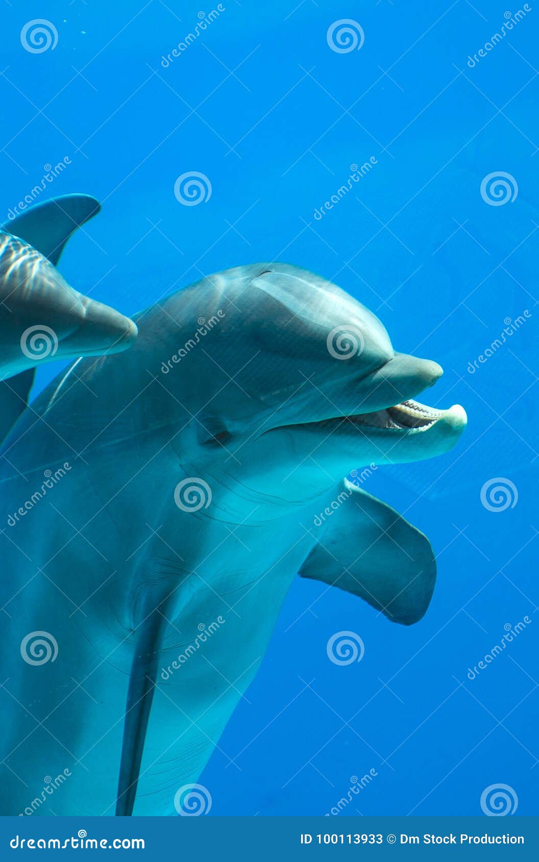 Delfino immagine stock. Immagine di esterno, pesci, acqua - 100113933