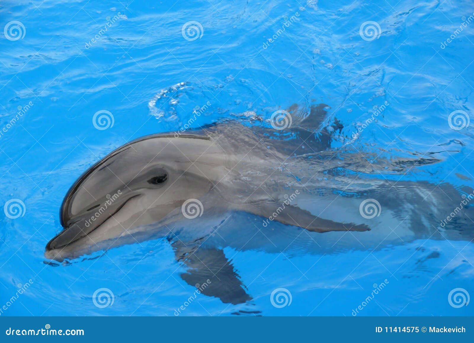 Delfino immagine stock. Immagine di addestramento, pesci - 11414575