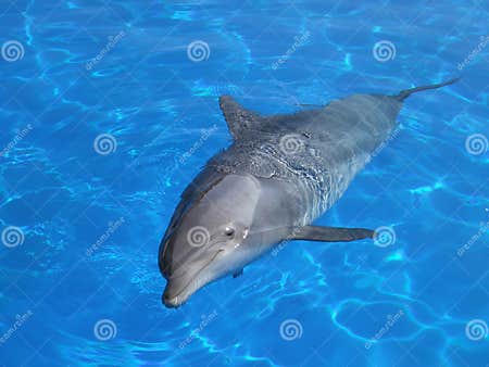 Delfino stock image. Image of tursiope, delfino, mammifero - 4200405