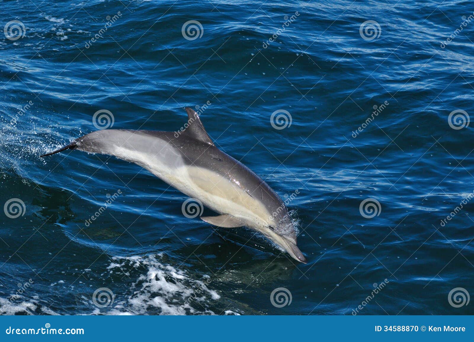 DELFINO COMUNE fotografia stock. Immagine di delfini - 34588870