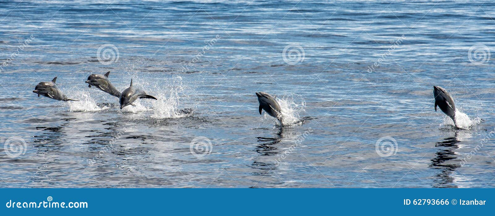 Delfino Comune Che Salta Fuori Dell'oceano Fotografia Stock - Immagine ...