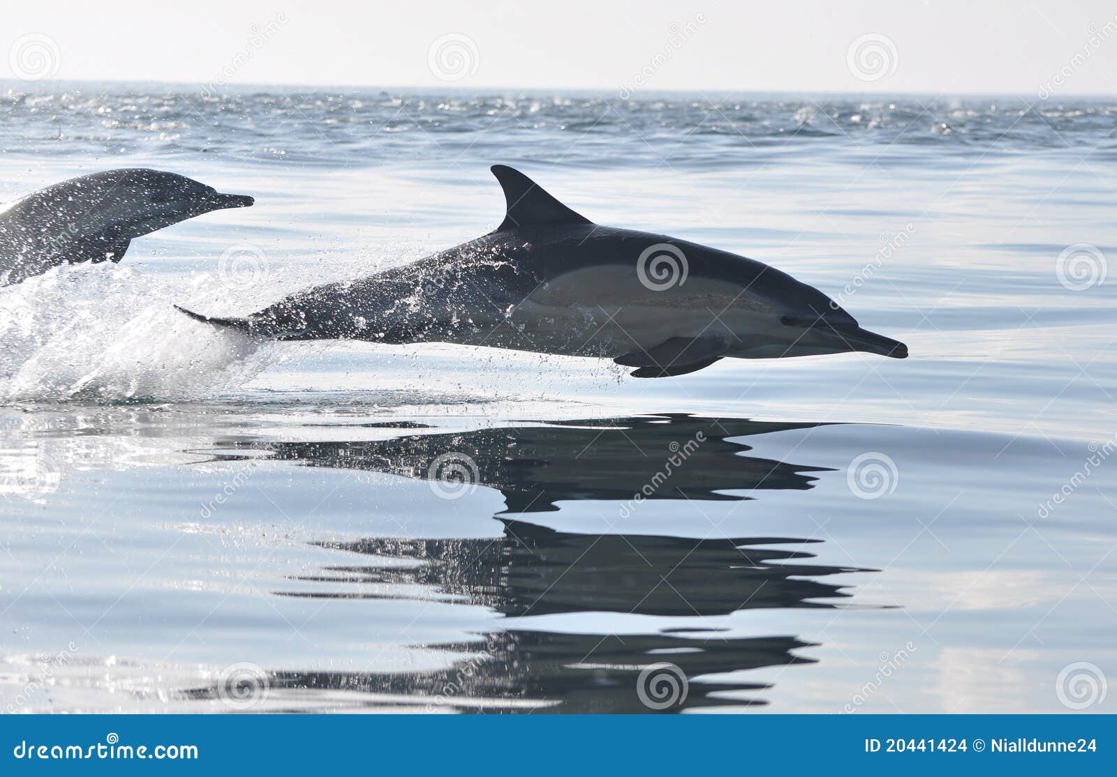Delfino Comune Che Salta in Sudafrica Fotografia Stock - Immagine di ...