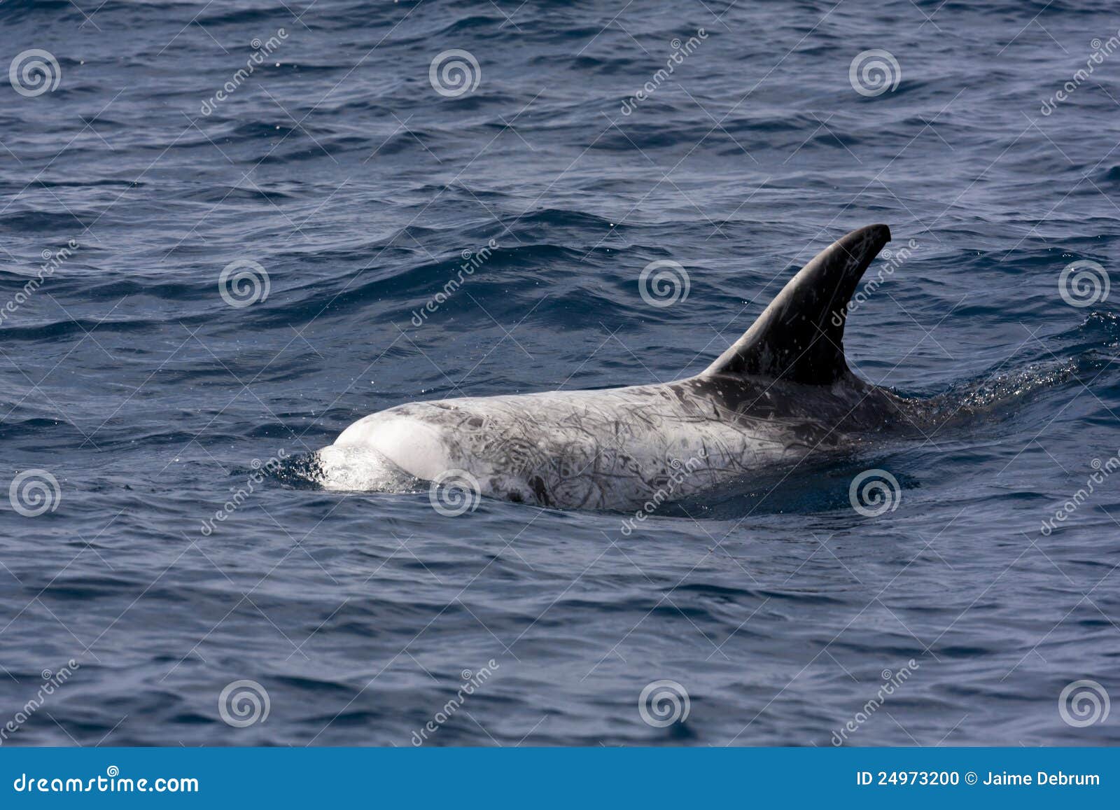 Delfino Di Rissos (Grampus Griseus) Fotografia Stock - Immagine di ...