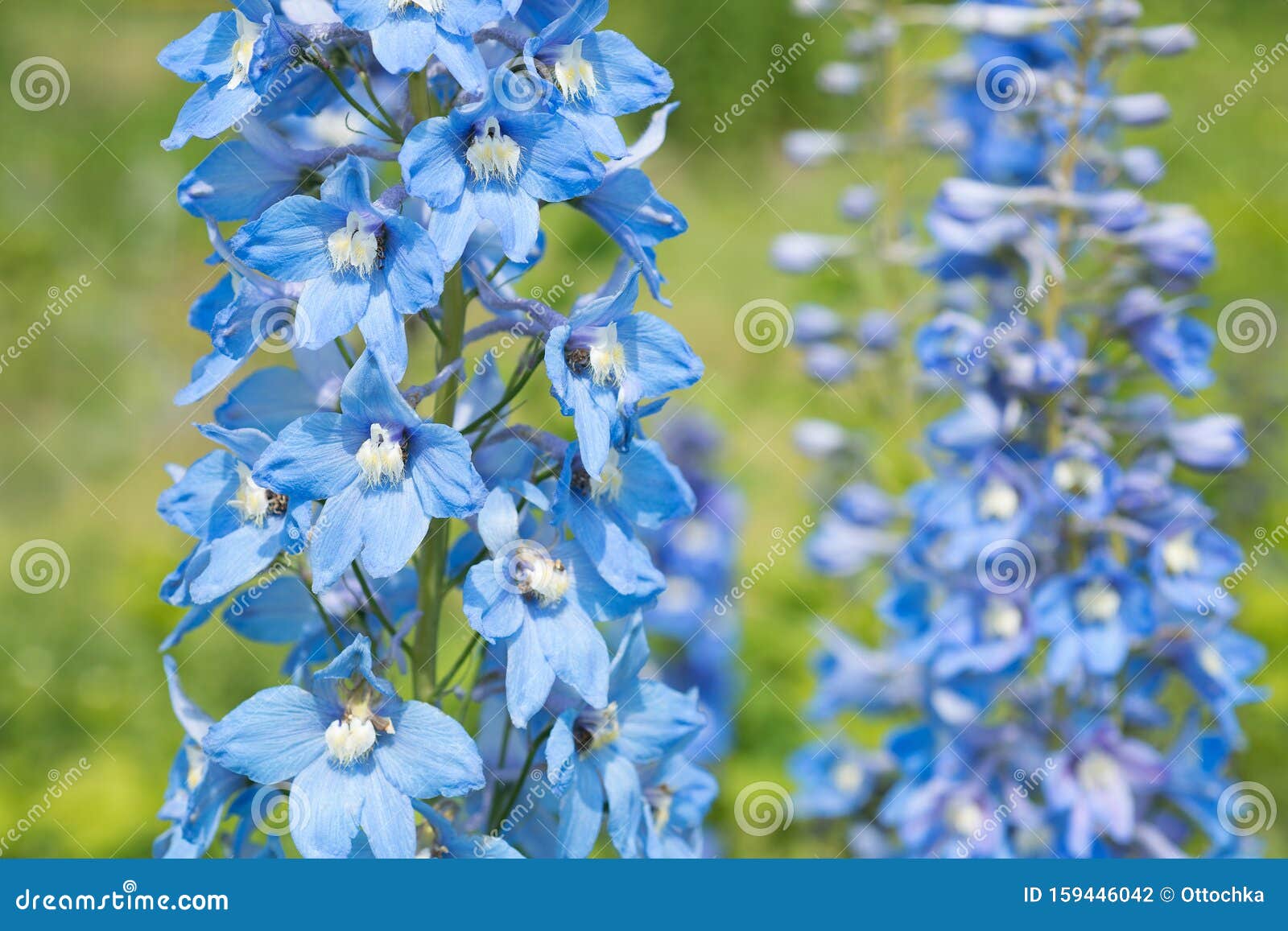 Delfino flor foto de archivo. Imagen de paisaje, travieso - 159446042