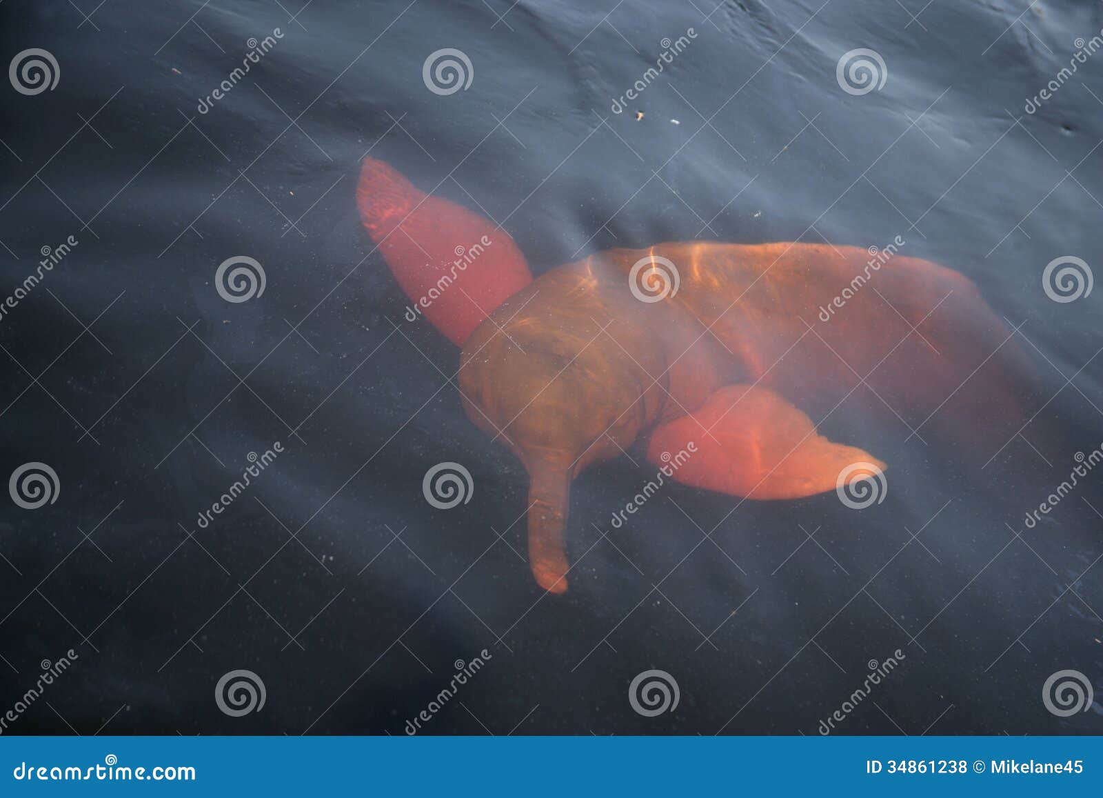 Delfino Rosa, Inia Geoffrensis Fotografia Stock - Immagine di delfino ...