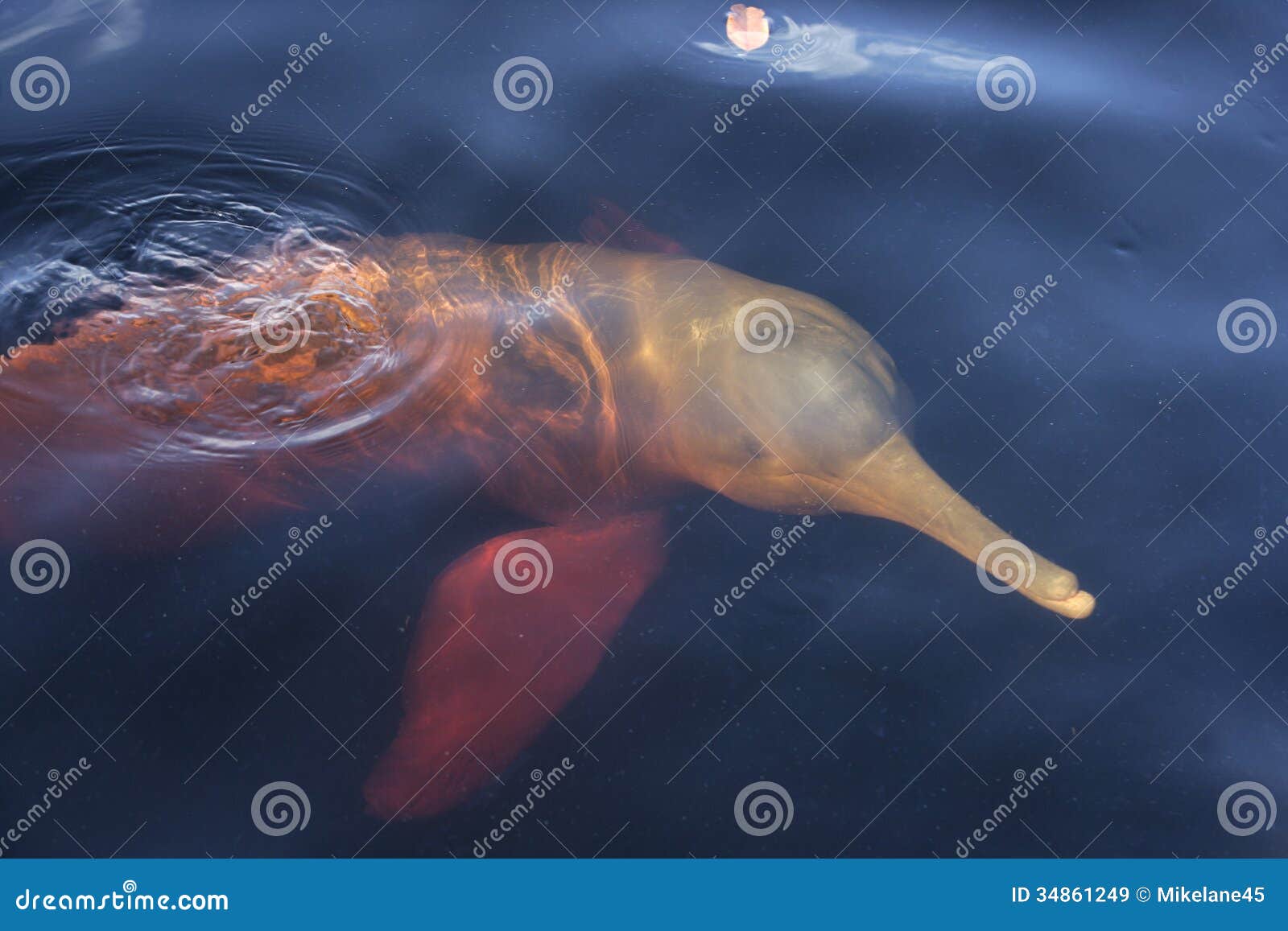 Delfino Rosa, Inia Geoffrensis Immagine Stock - Immagine di rosa, acqua ...