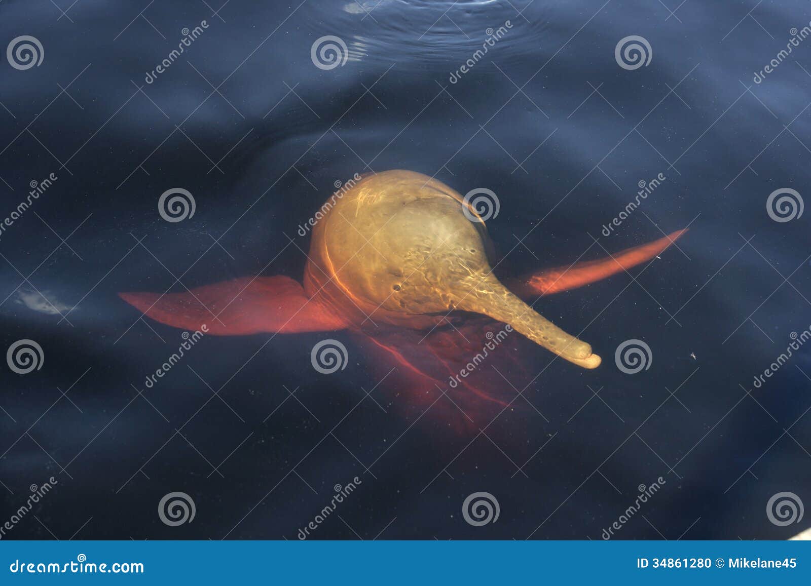 Delfino Rosa, Inia Geoffrensis Fotografia Stock - Immagine di animale ...