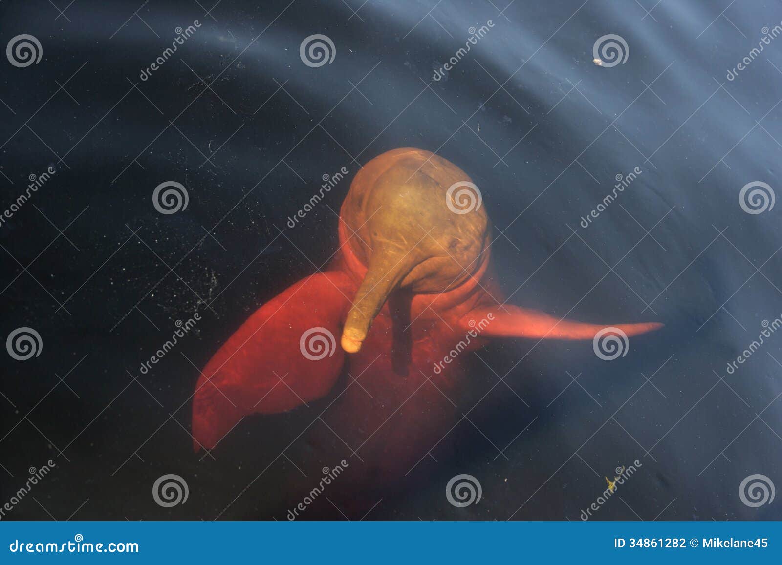 Delfino Rosa, Inia Geoffrensis Fotografia Stock - Immagine di acqua ...