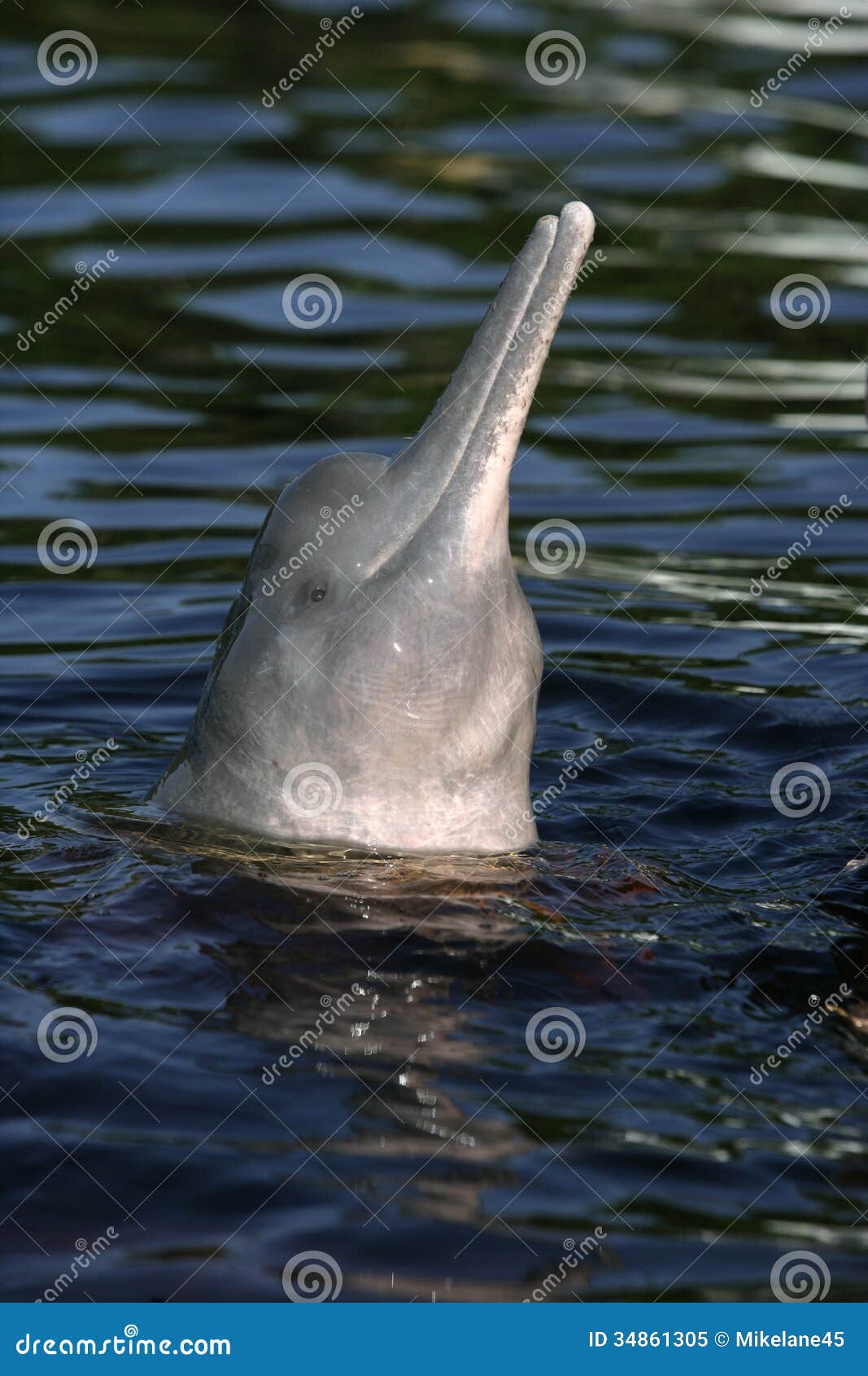 Delfino Rosa, Inia Geoffrensis Immagine Stock - Immagine di acquatico ...