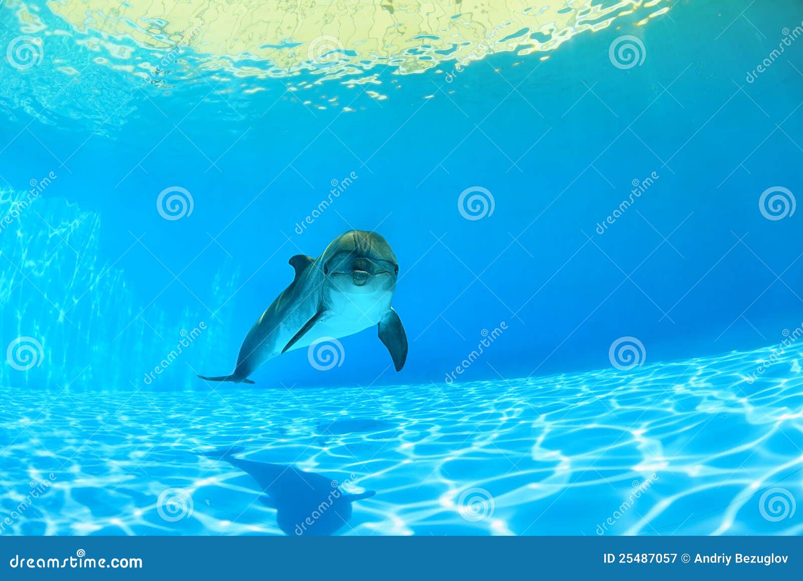 Delfino sotto acqua immagine stock. Immagine di animale - 25487057