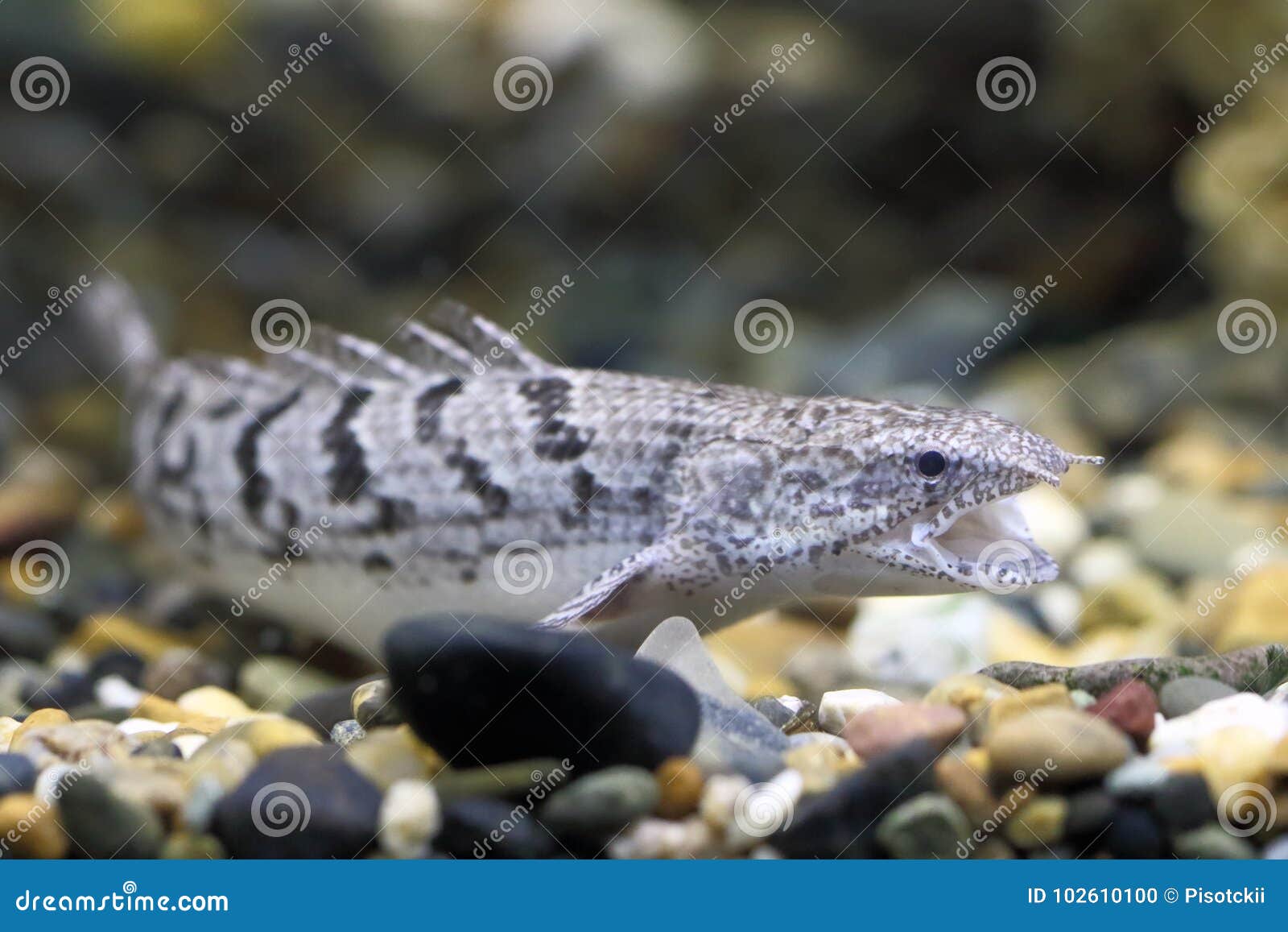 Delhezi De Polypterus Peixes Tropicais No Interior Do Tanque Foto de ...