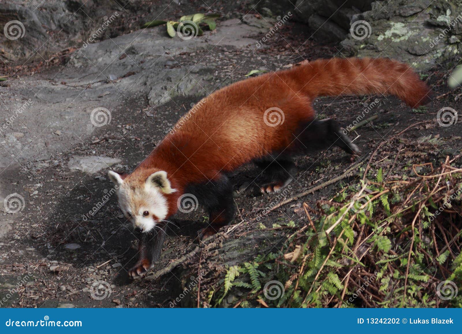 Delibere a panda vermelha foto de stock. Imagem de marrom - 13242202